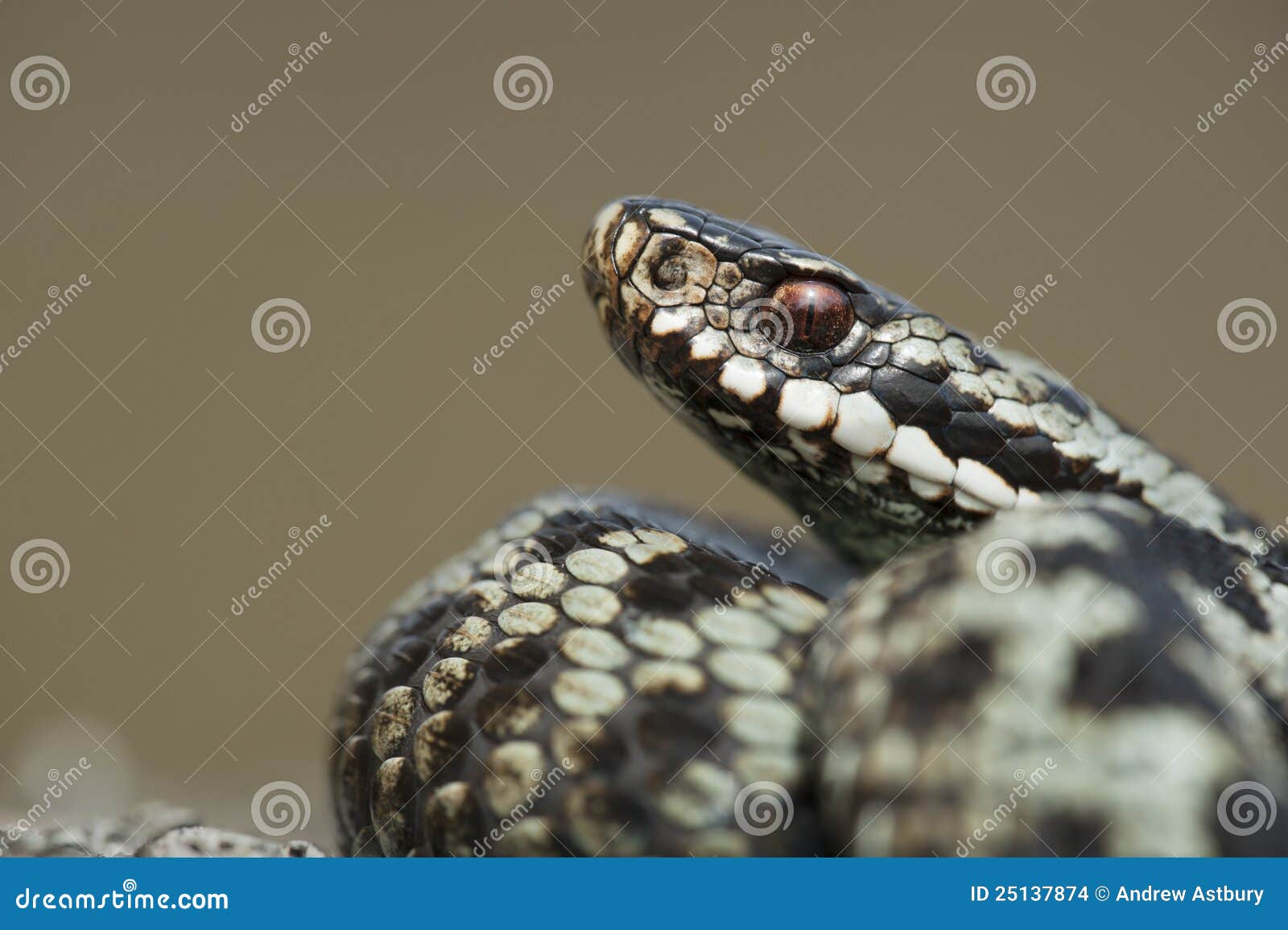 European Adder stock photo. Image of reptile, scales - 25137874