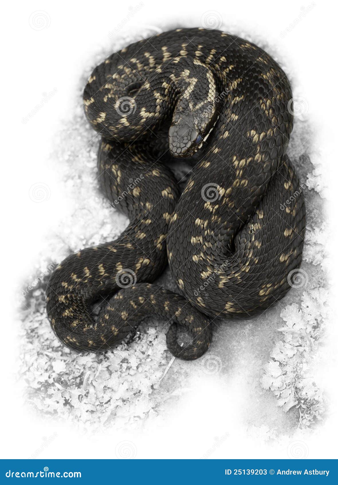 European Adder stock image. Image of venom, berus, snake - 25139203