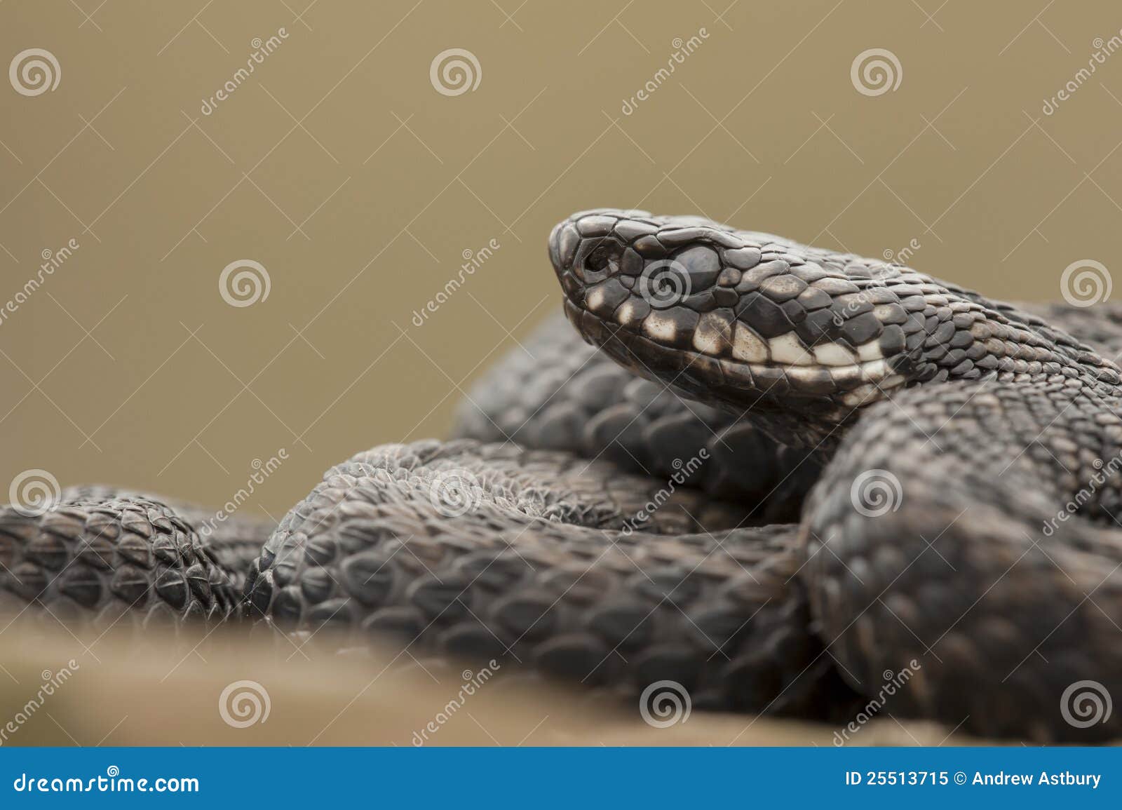 European Adder stock image. Image of danger, animal, female - 25513715