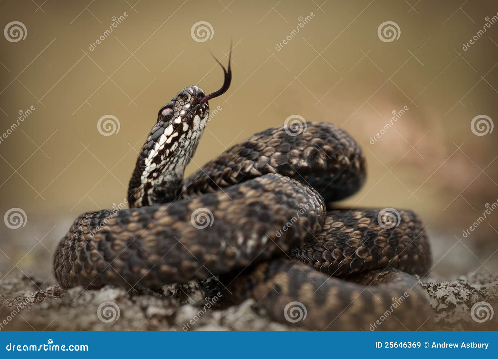 European Adder, Viper, Vipera Berus. Set Against Rock And Heather Stock ...