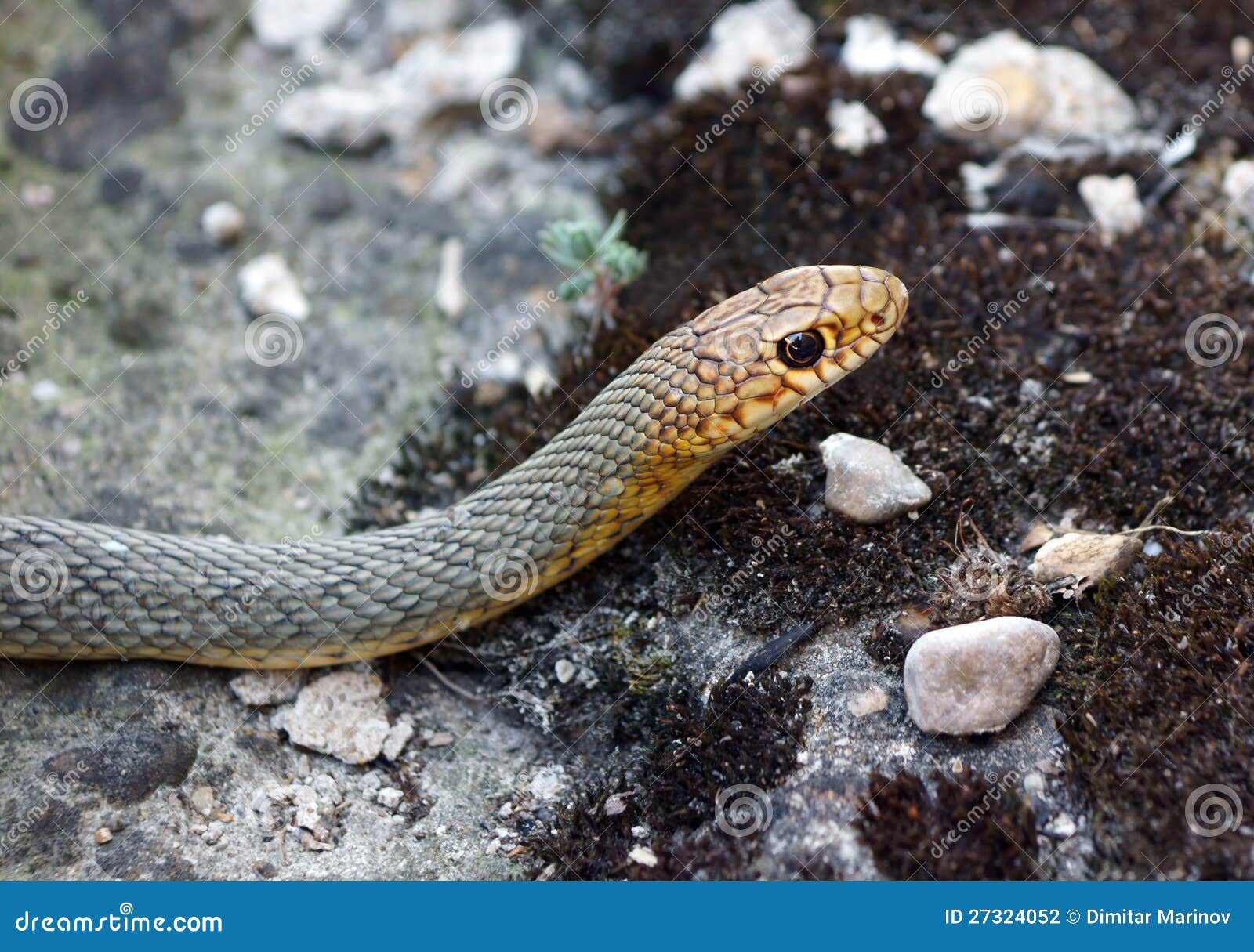European adder stock photo. Image of grass, creeping - 27324052