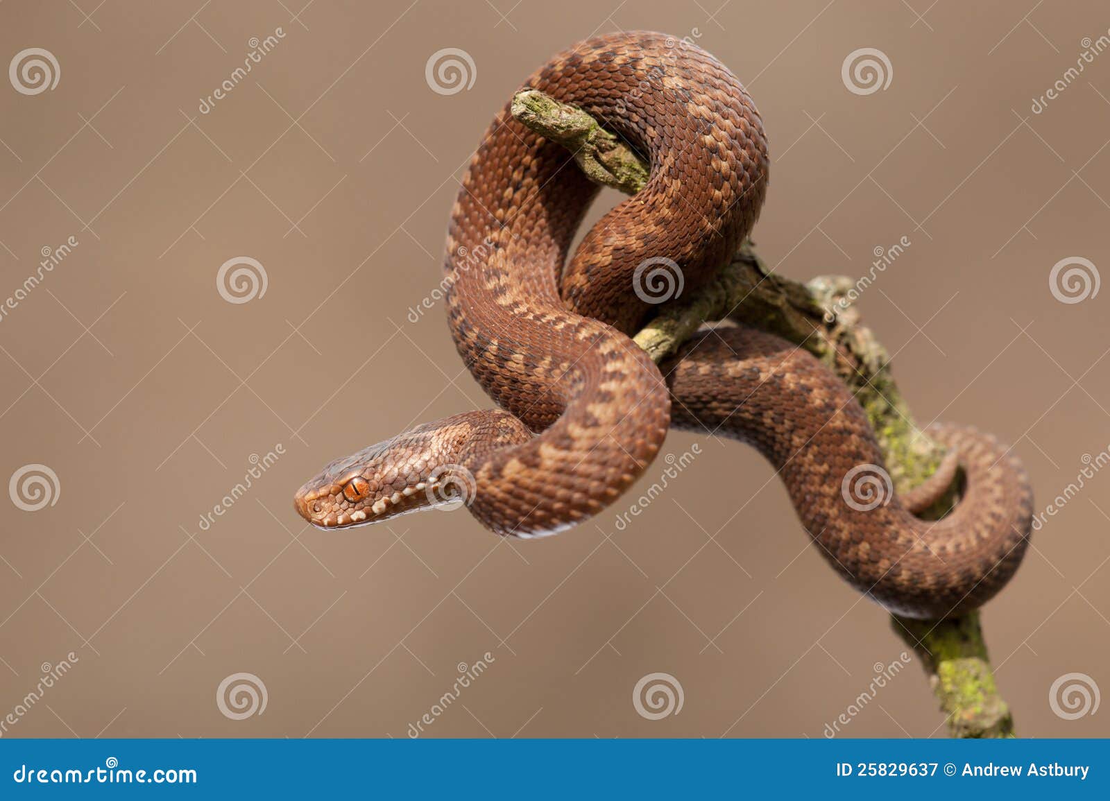 European Adder Juvenile stock image. Image of horizontal - 25829637
