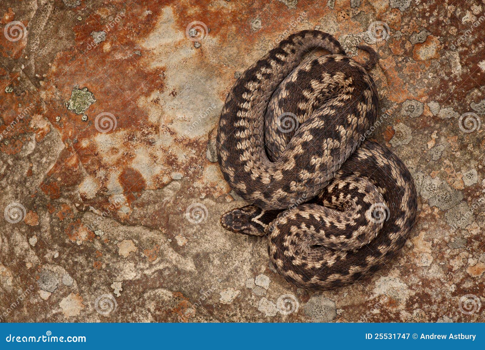 European Adder on Sandstone Stock Image - Image of protection, lichen ...