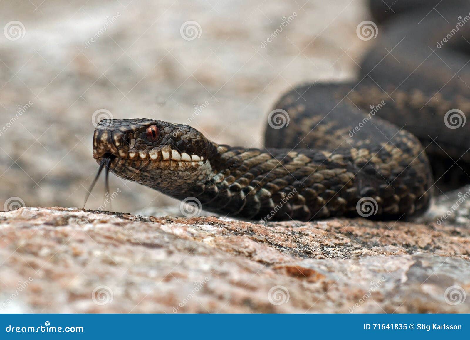 European Adder Vipera Berus Stock Image - Image of european, scale ...