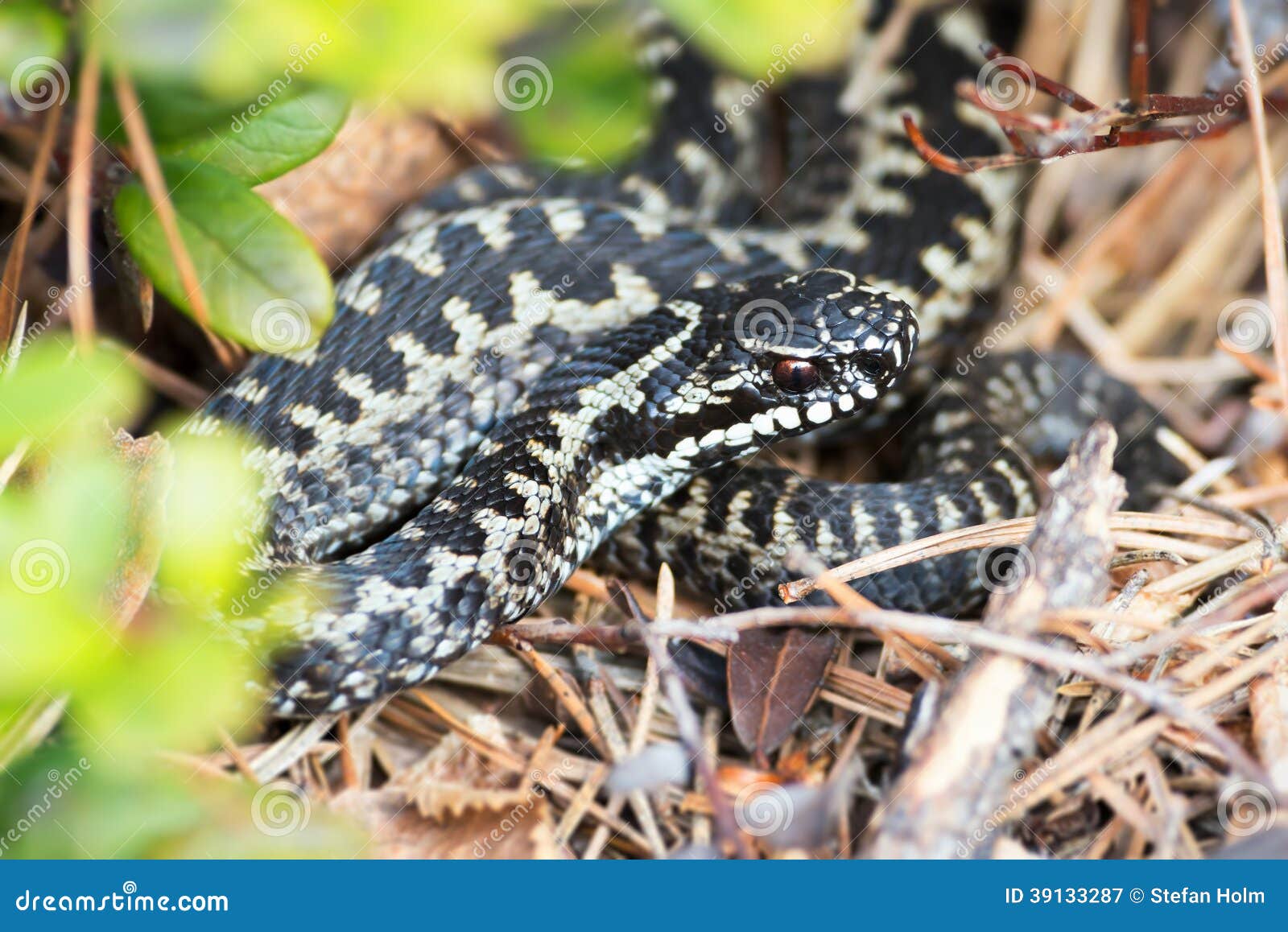 European Adder, Viper, Vipera Berus. Set Against Rock And Heather Stock ...