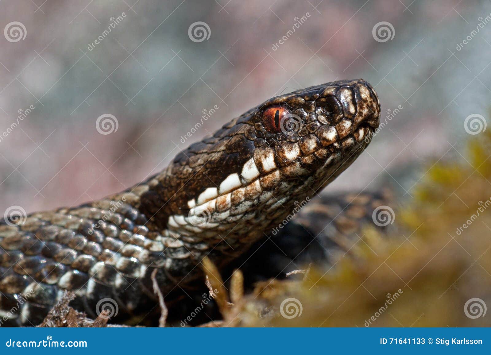 European Adder Vipera Berus Stock Image - Image of northern, crawl ...