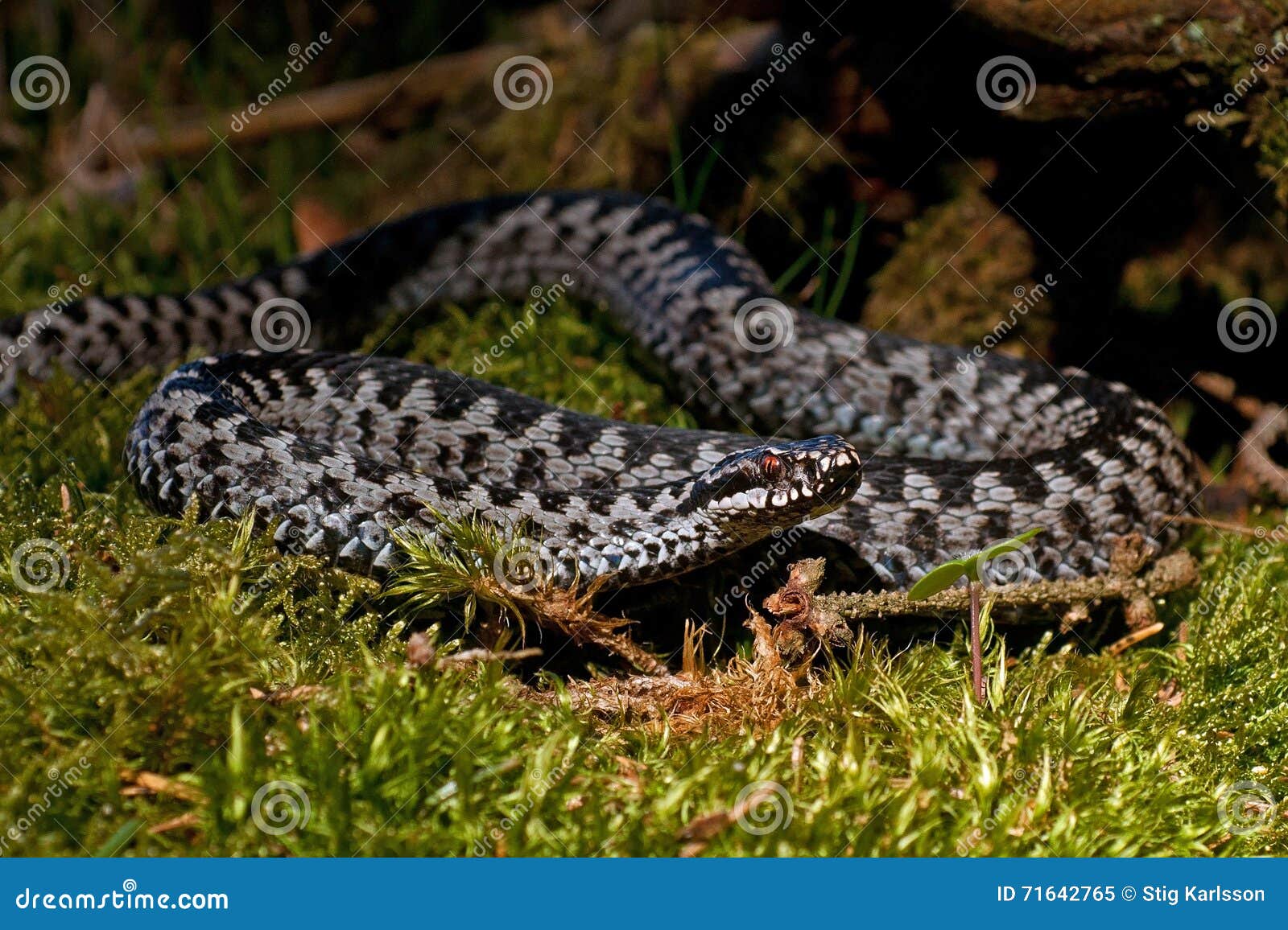 European Adder, Viper, Vipera Berus. Set Against Rock And Heather Stock ...
