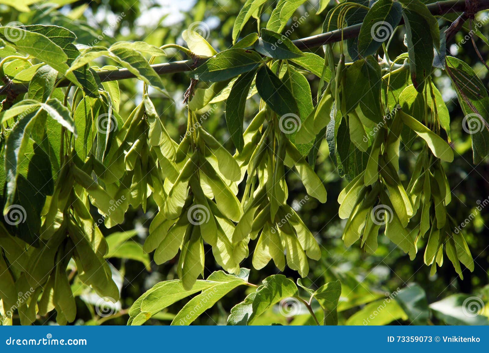 European ash seeds stock image. Image of summer, woods - 73359073