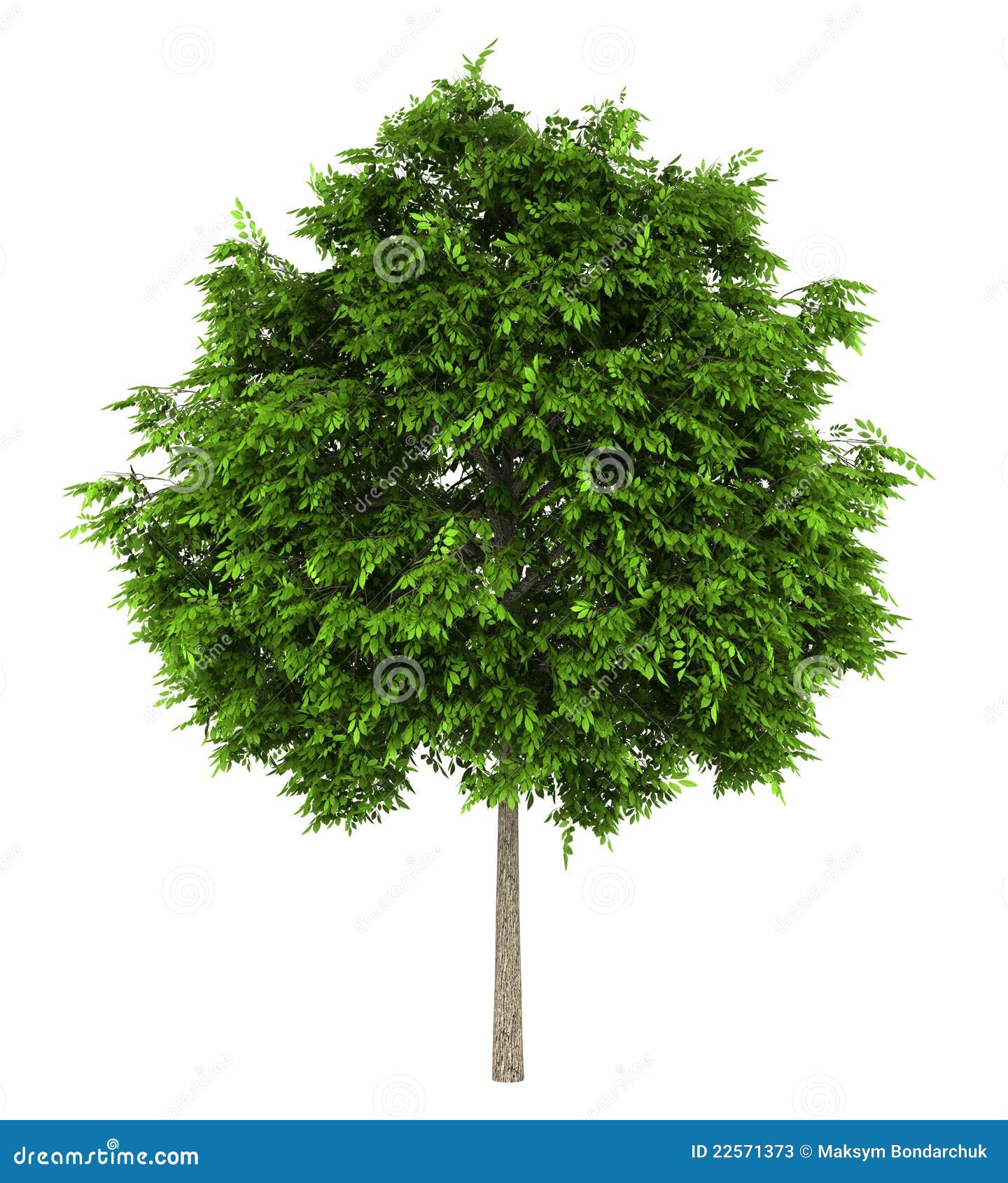 European Ash Tree Isolated on White Stock Illustration - Illustration ...