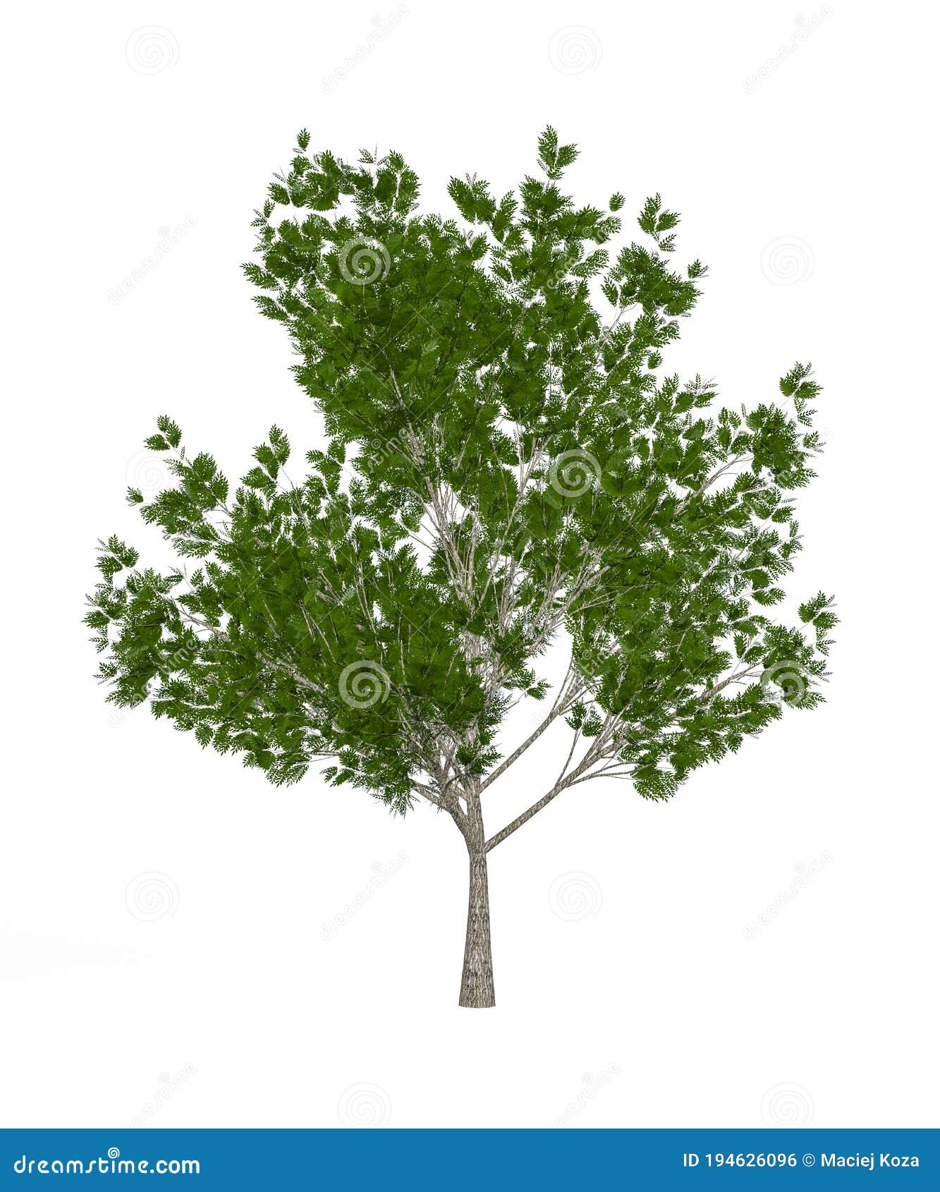 European Ash Tree Isolated on White Background Stock Illustration ...