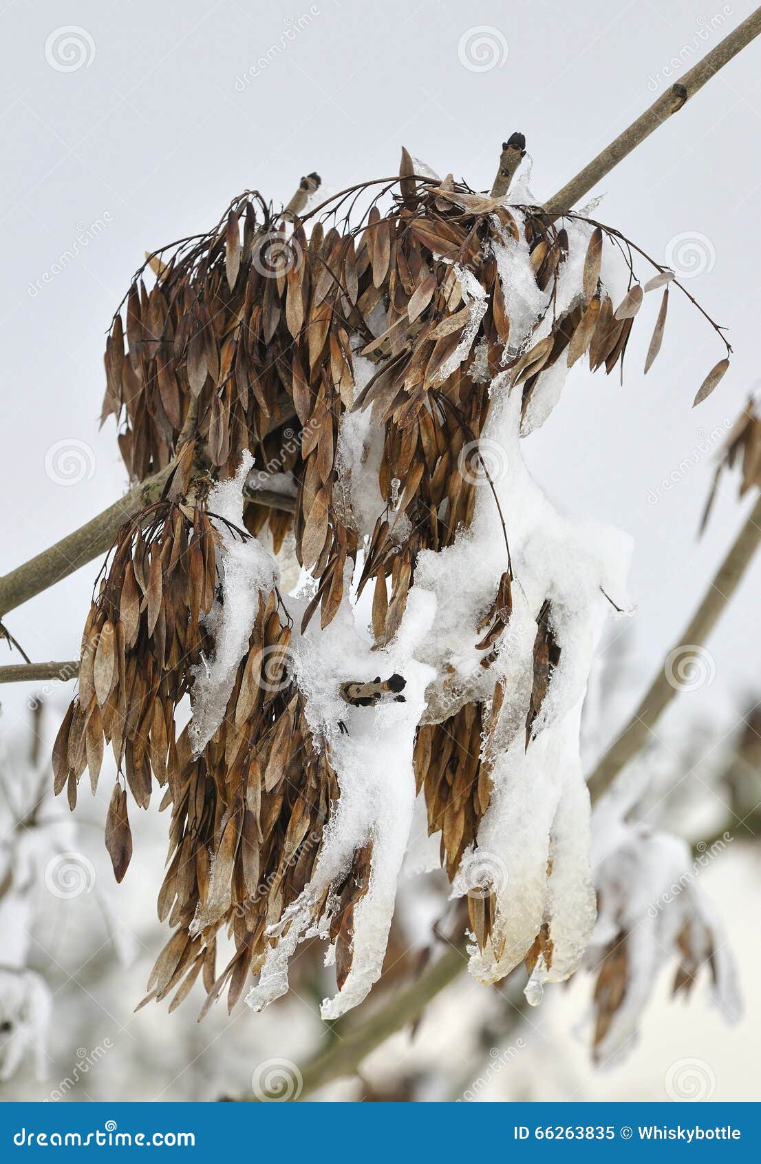 European Ash Tree stock image. Image of farmland, frozen - 66263835