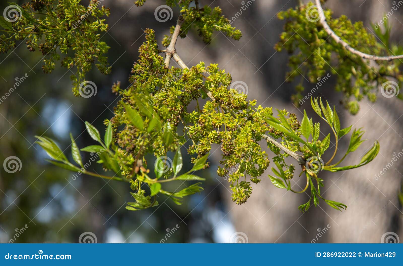 European Ash Tree in Spring Stock Photo - Image of leaves, nature ...