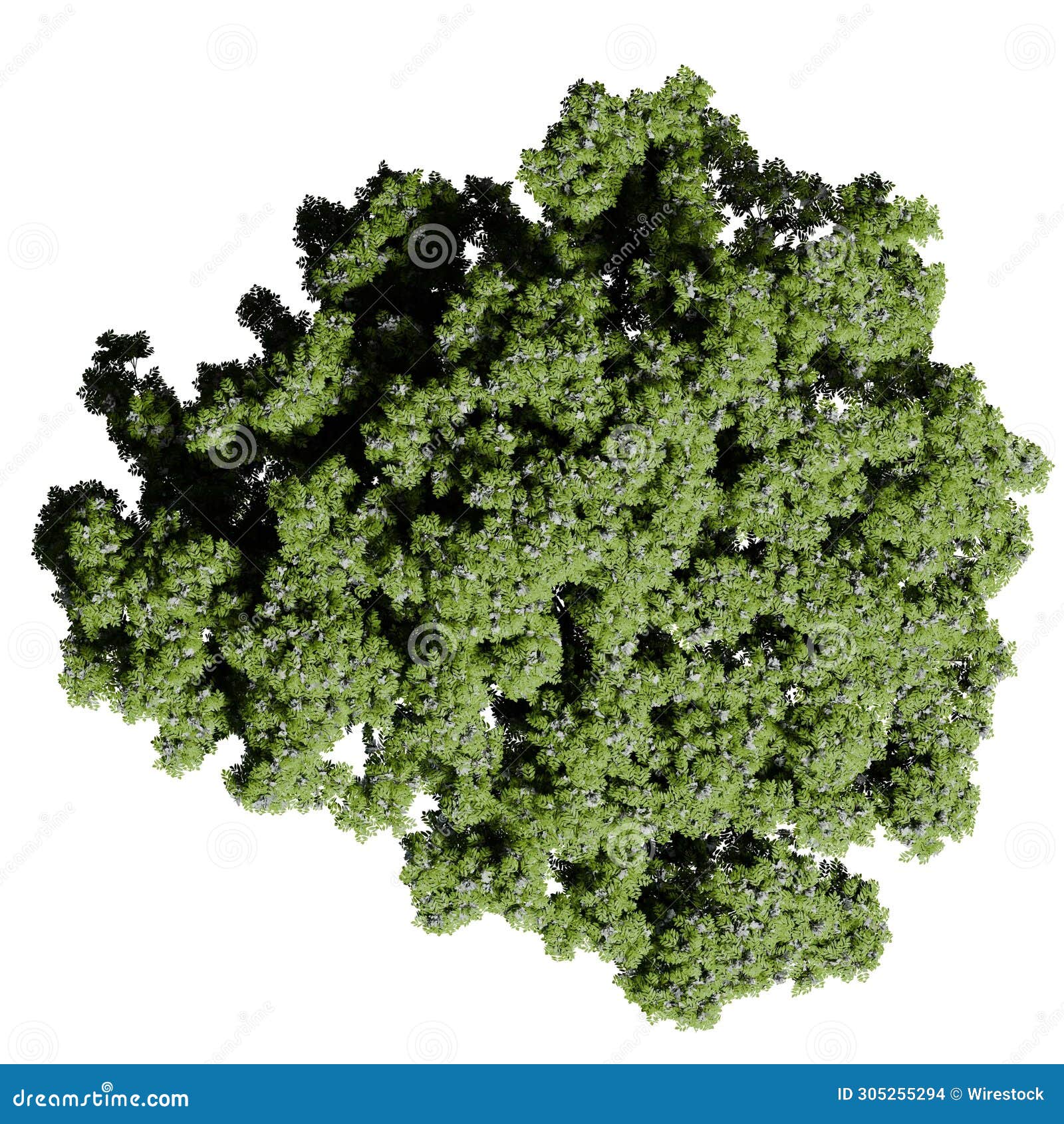 European Ash Tree Top View Isolated on White Background Stock Photo ...