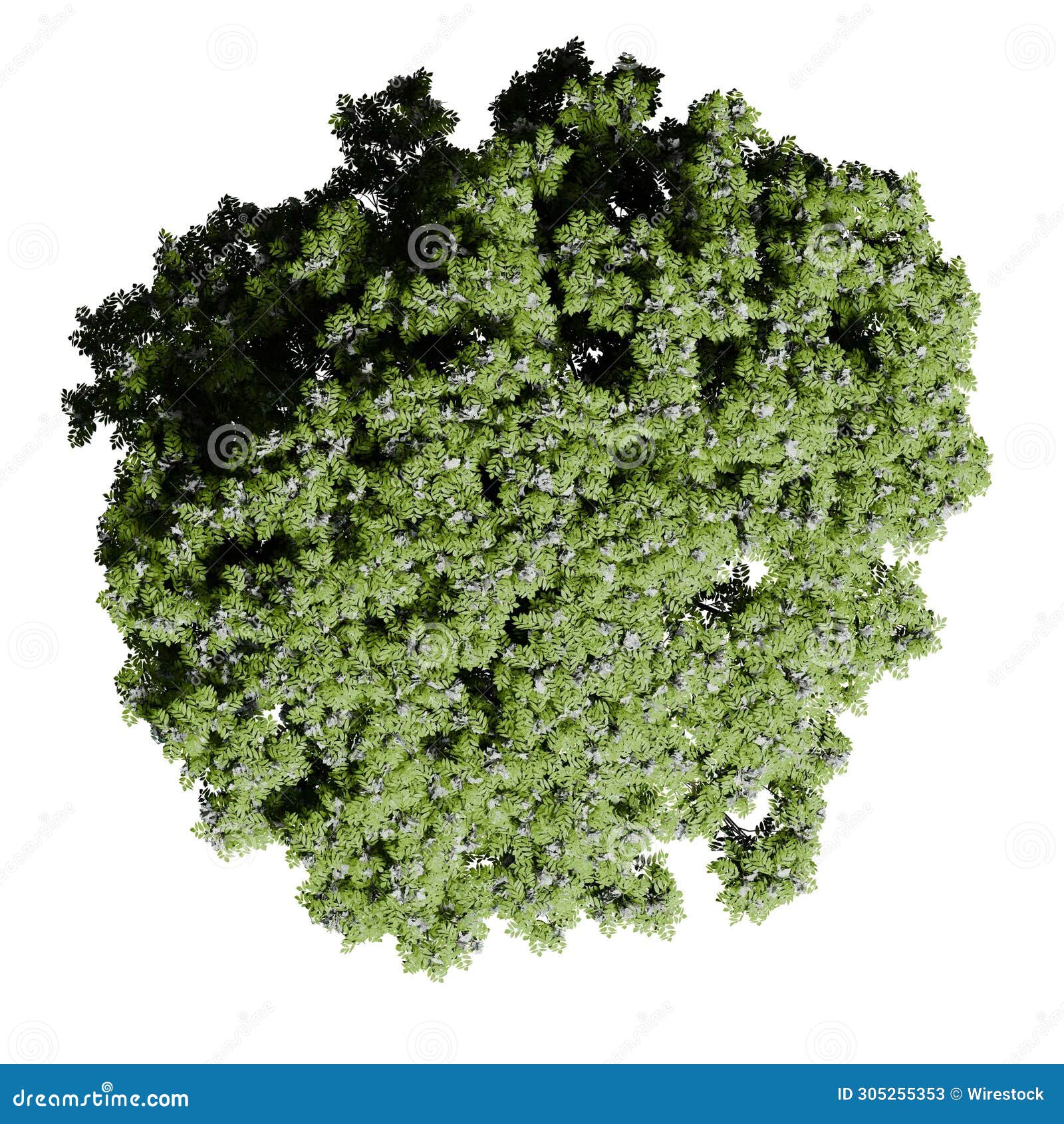 European Ash Tree Top View Isolated on White Background Stock Image ...