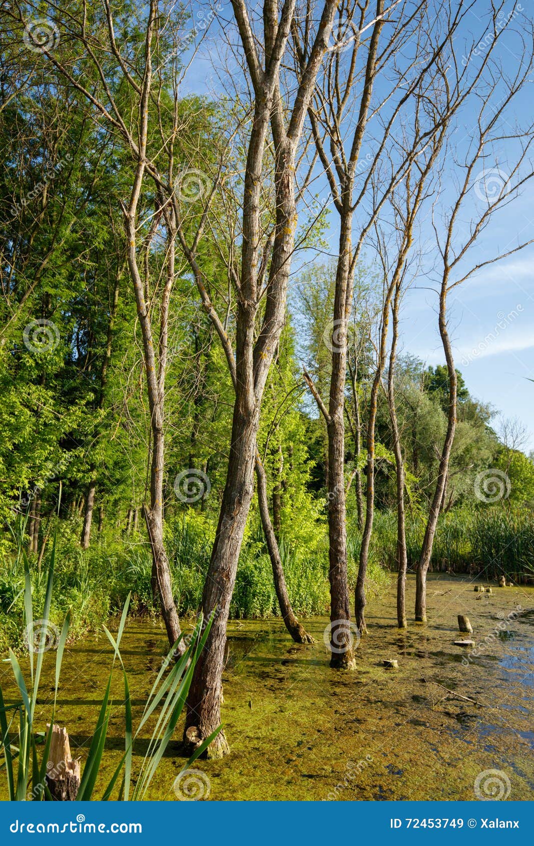 European Ash Trees in a Marsh Stock Image - Image of nature, morning ...