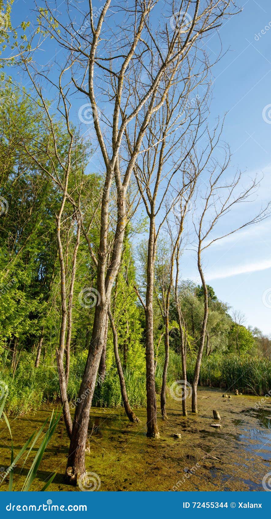 European Ash Trees in a Marsh Stock Photo - Image of reflection, forest ...