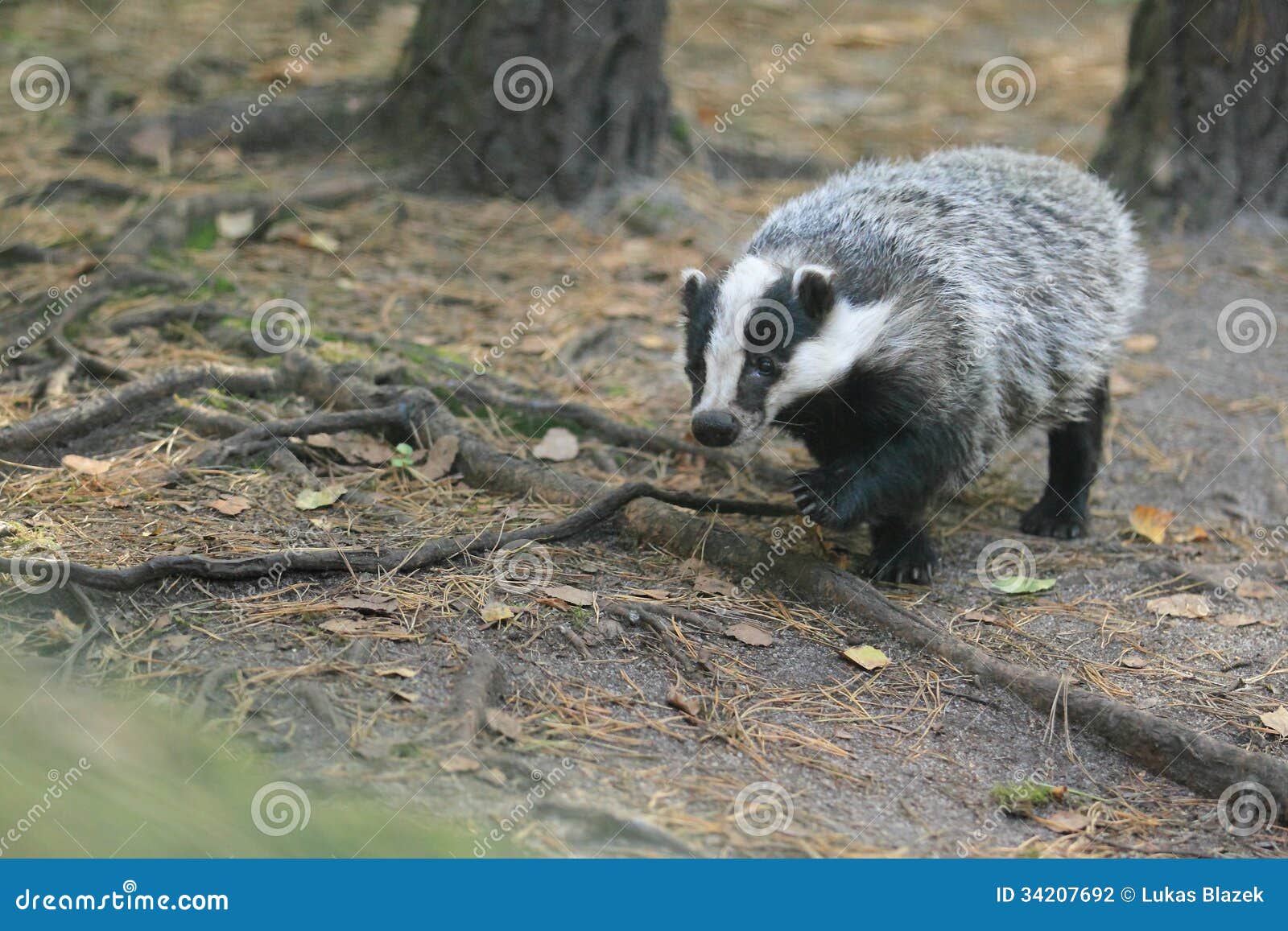 European badger stock photo. Image of forest, nature - 34207692