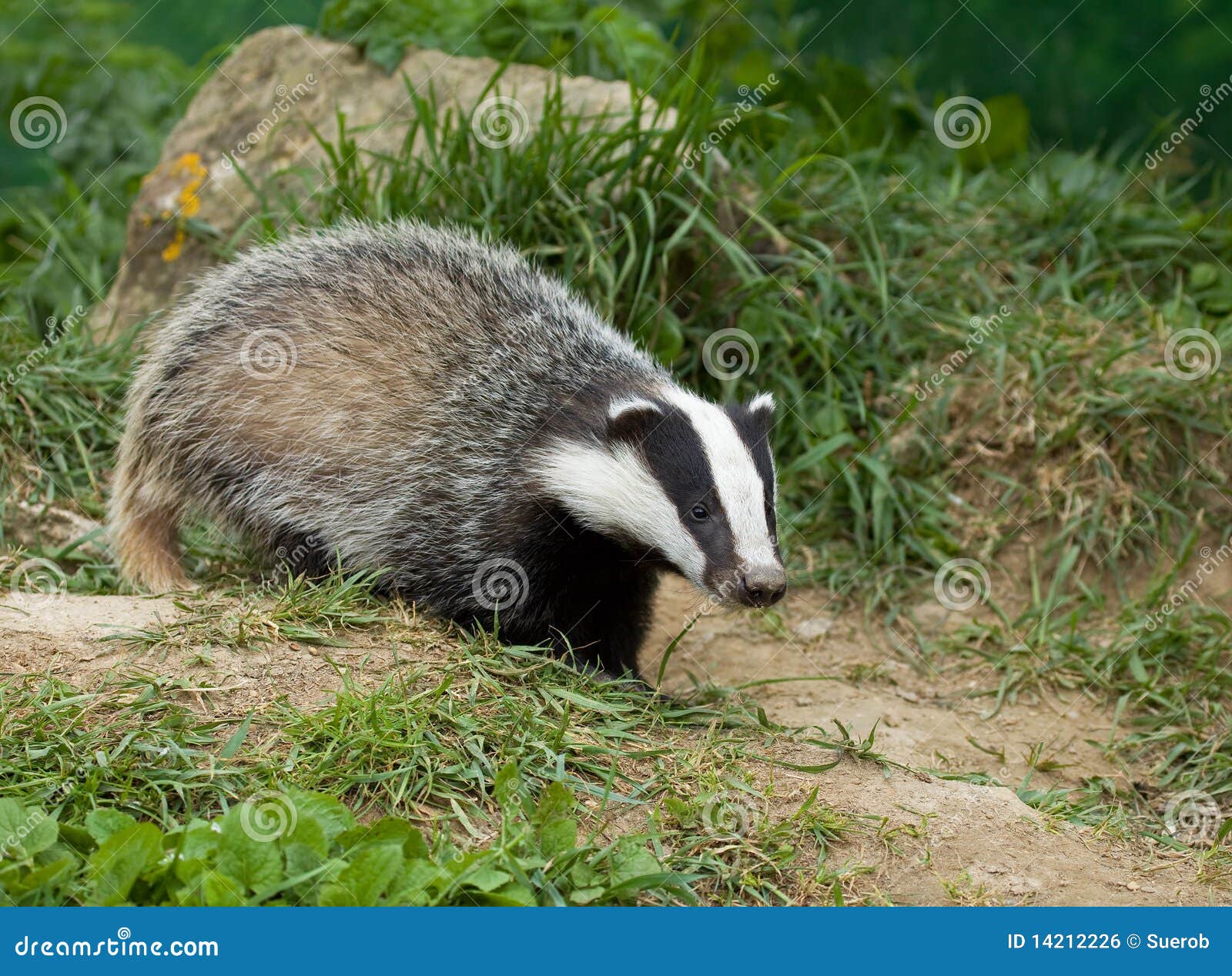 European Badger cub stock photo. Image of jaws, sett - 14212226