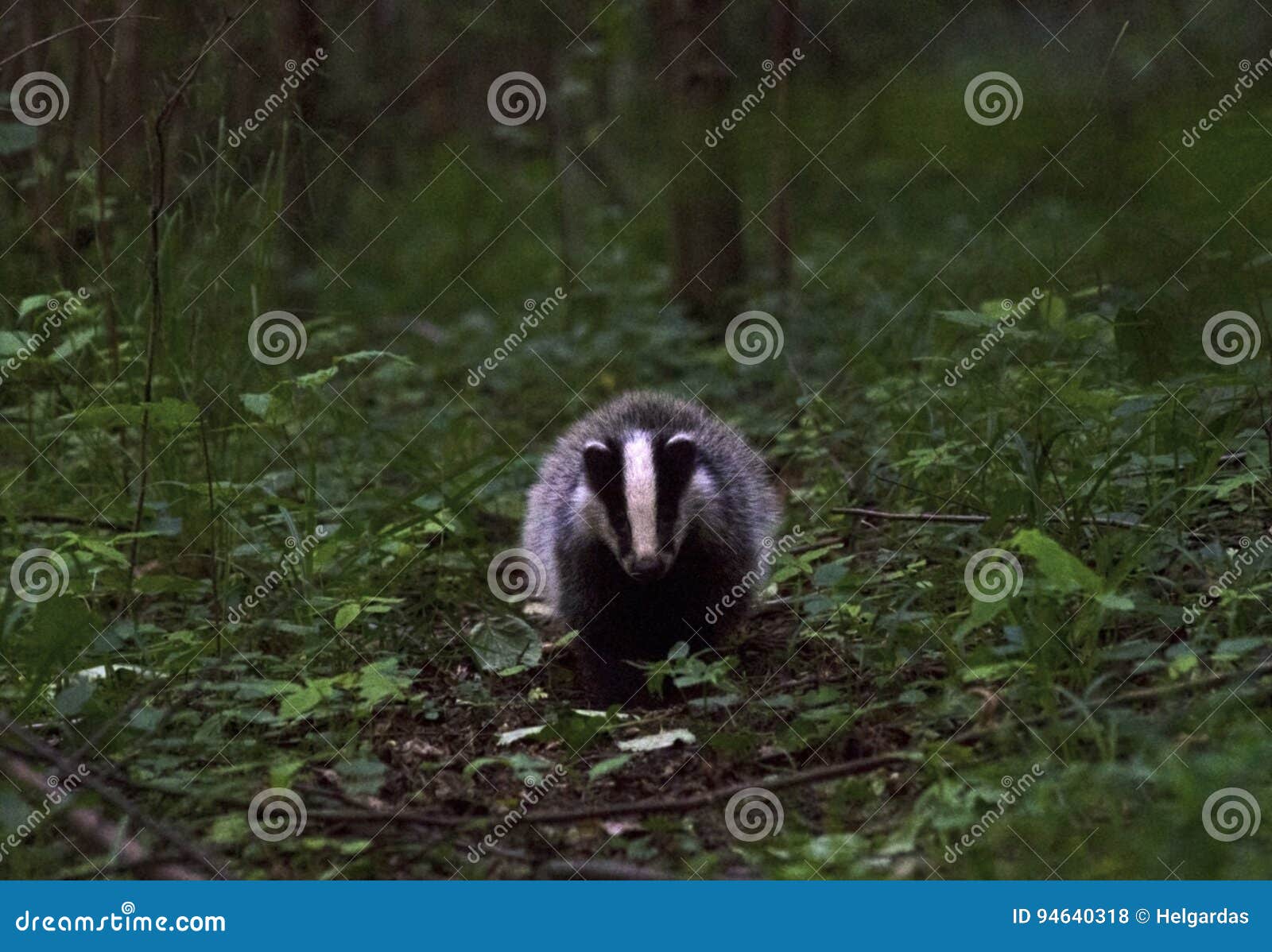 European Badger cub stock photo. Image of meles, wildlife - 94640318