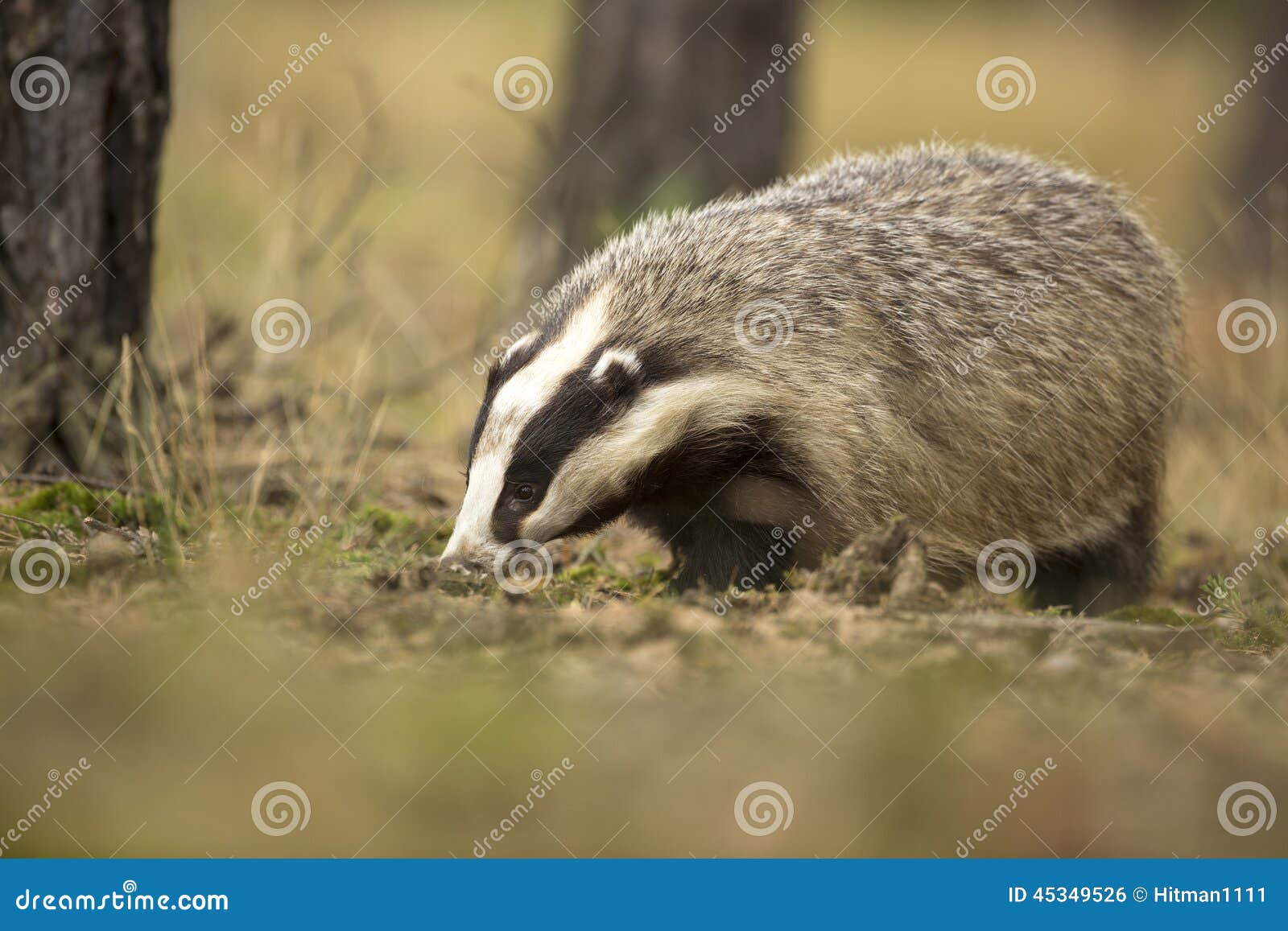 European Badger stock photo. Image of badger, grey, black - 45349526