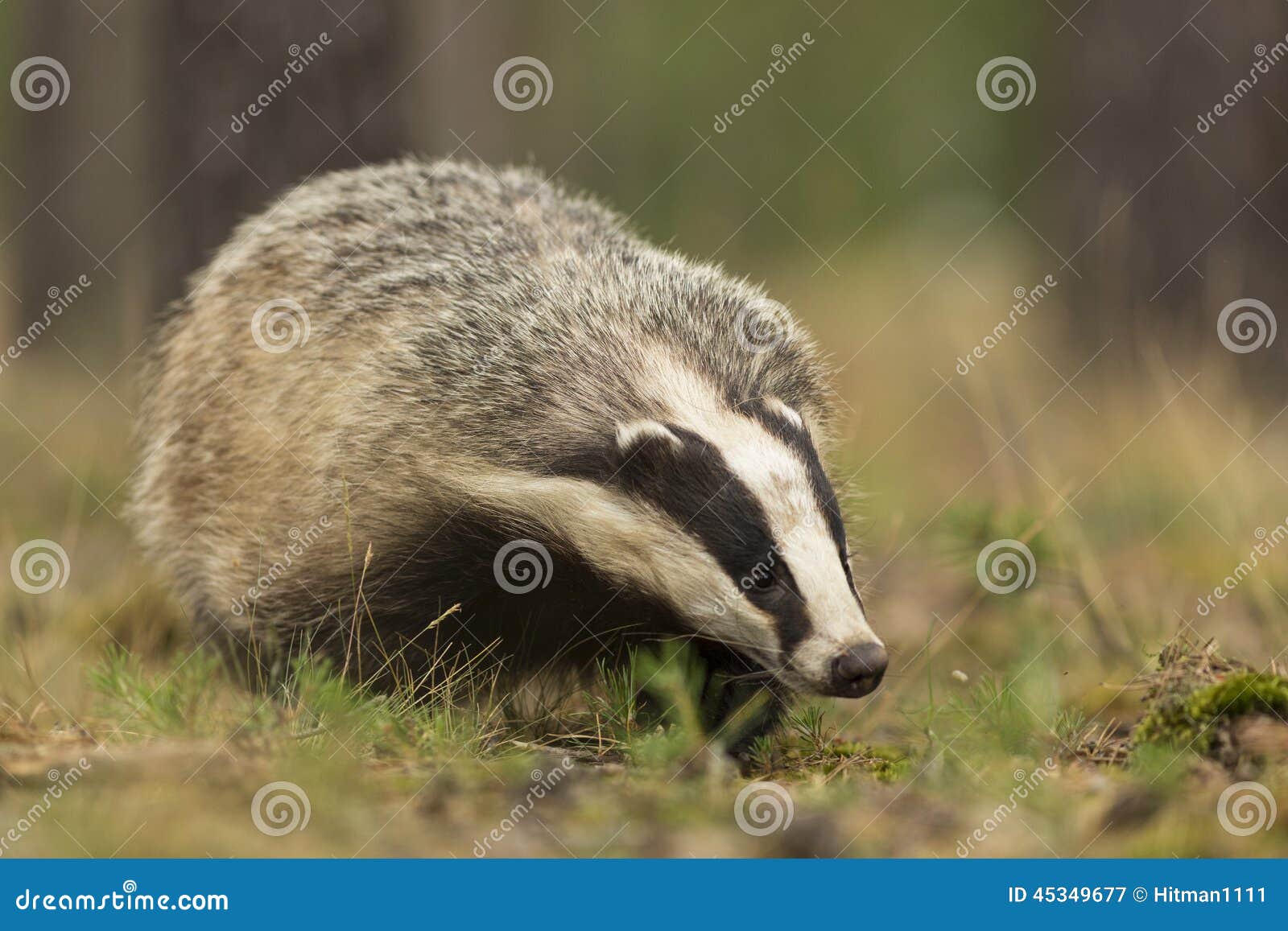 European Badger stock image. Image of carnivore, meles - 45349677