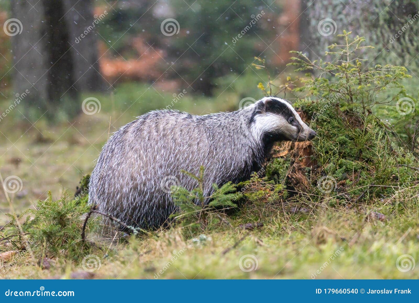 European Badger in the Forest Stock Photo - Image of outdoors, grass ...