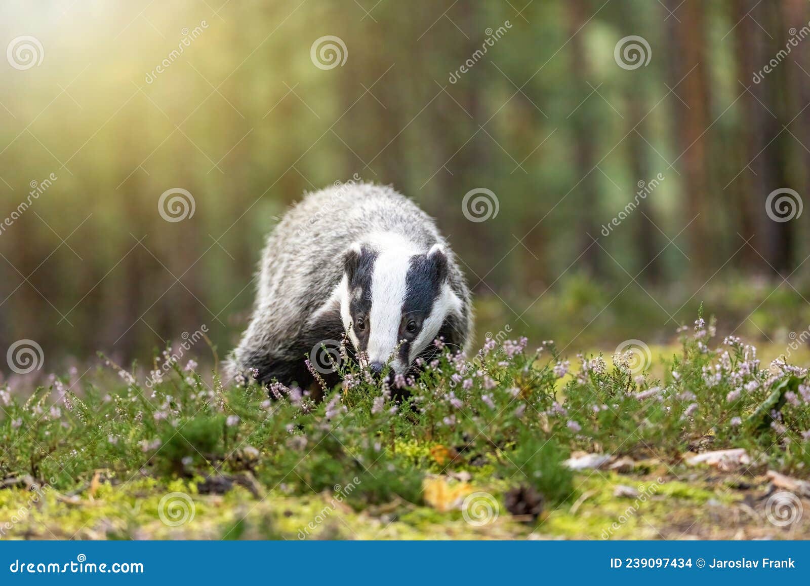European Badger Iith His Head Bowed in the Heather Stock Photo - Image ...