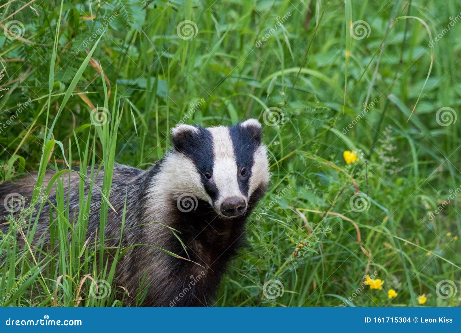 European Badger Meles Meles Stock Photo - Image of mammal, habitat ...