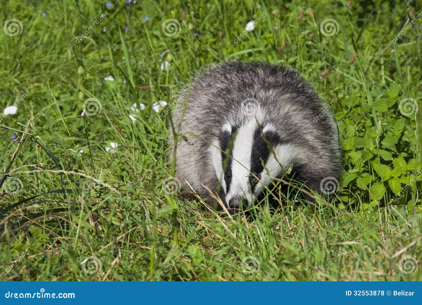 European badger stock photo. Image of european, wild - 32553878