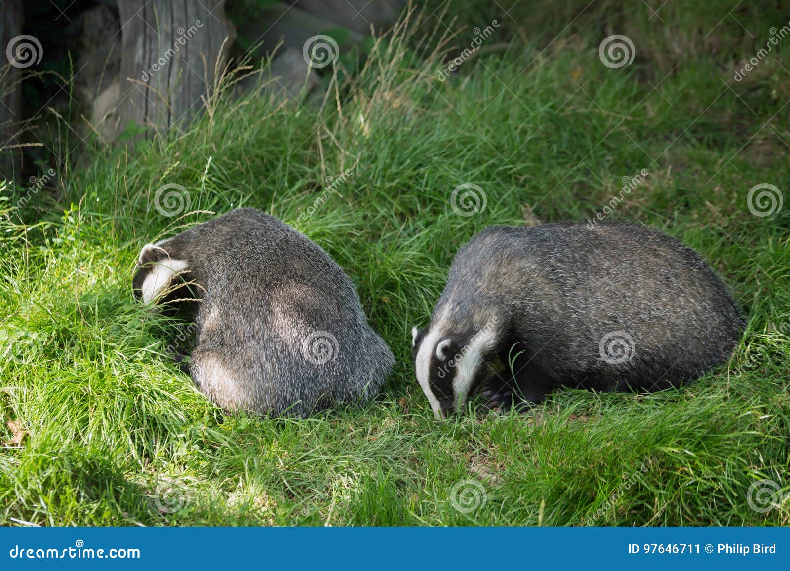 European Badger Meles Meles Stock Image - Image of history, carnivore ...