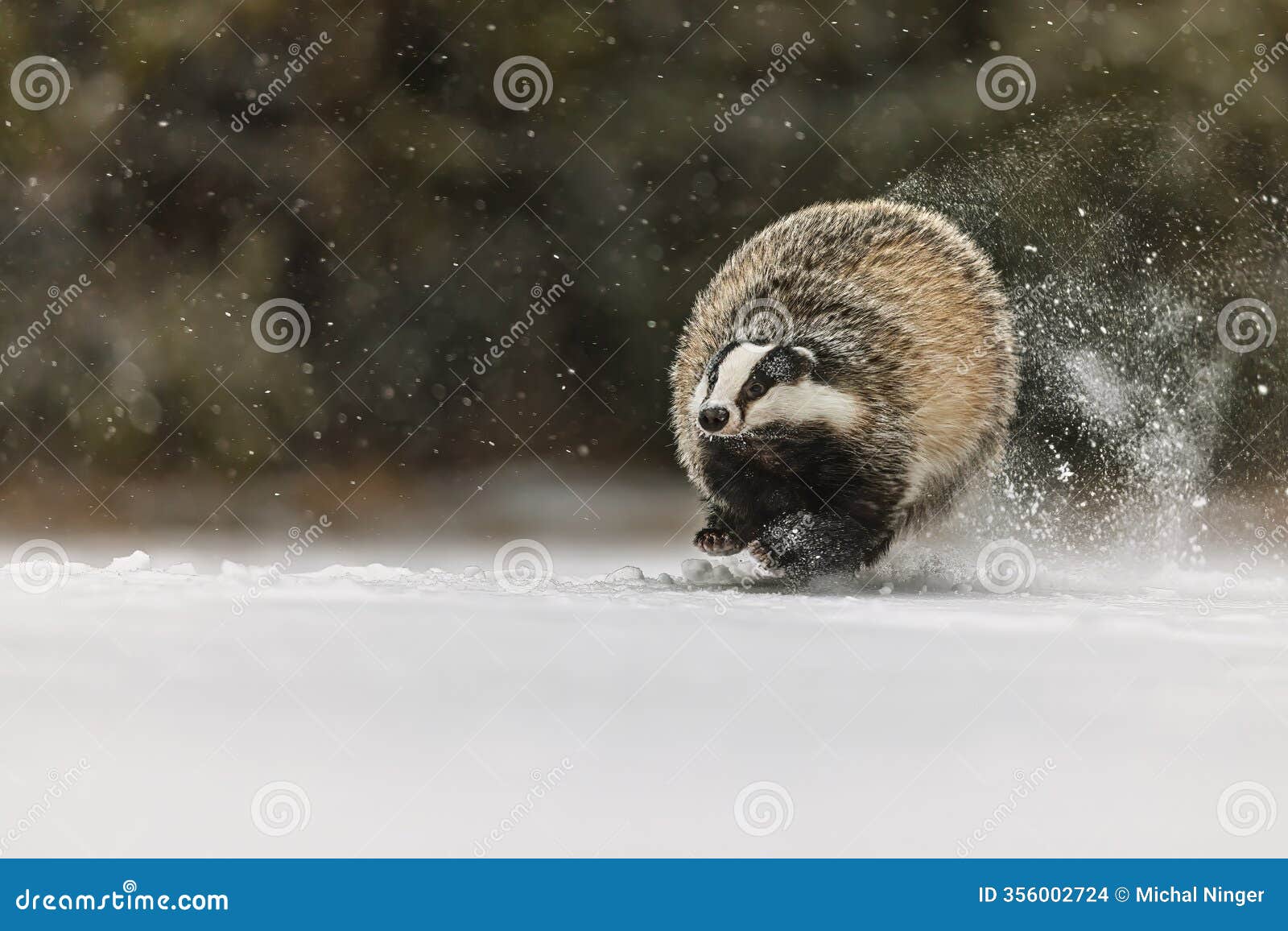 European Badger (Meles Meles) Running at the Edge of the Forest during ...