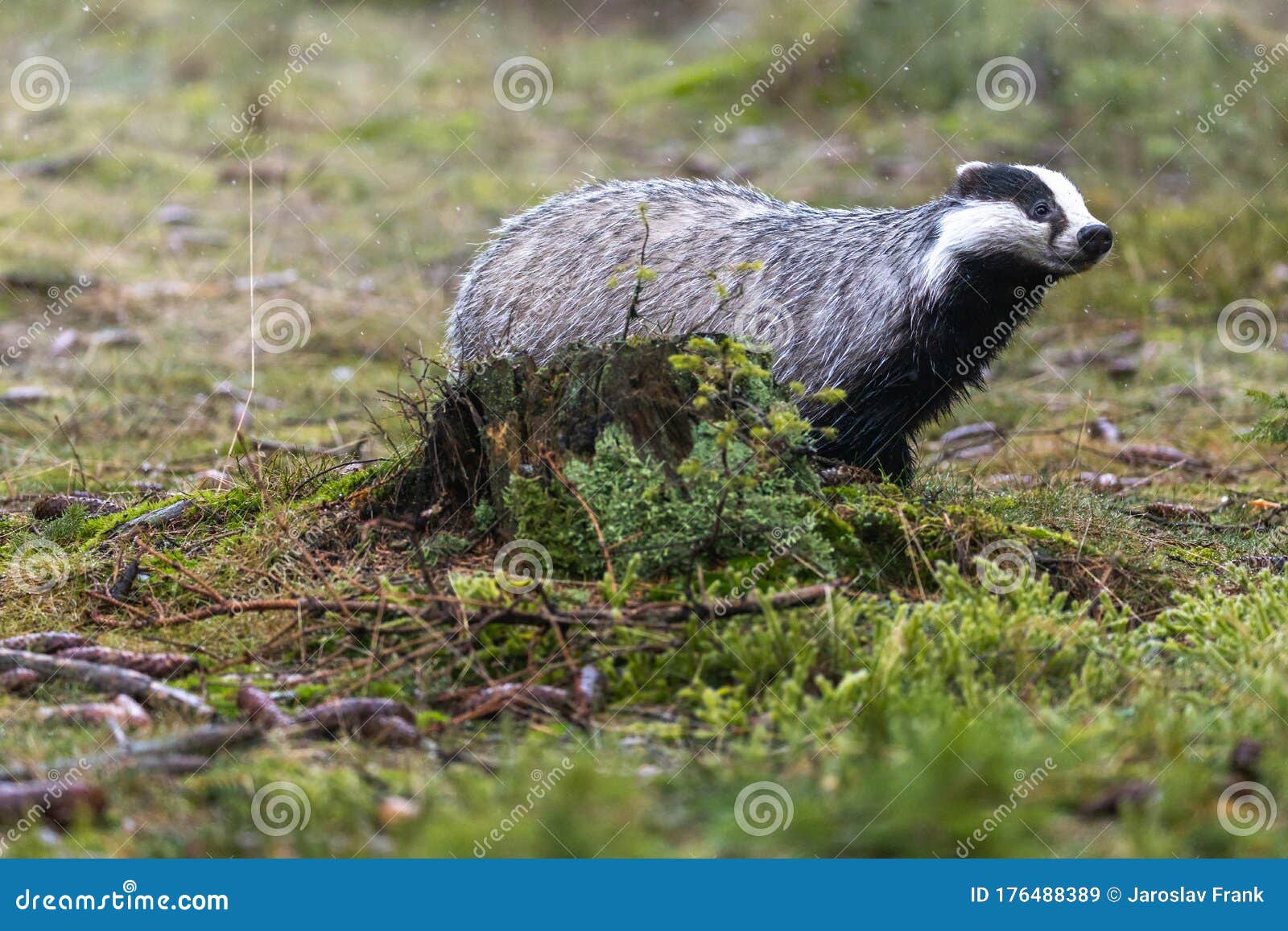 European Badger is Posing in the Forest Stock Image - Image of nature ...
