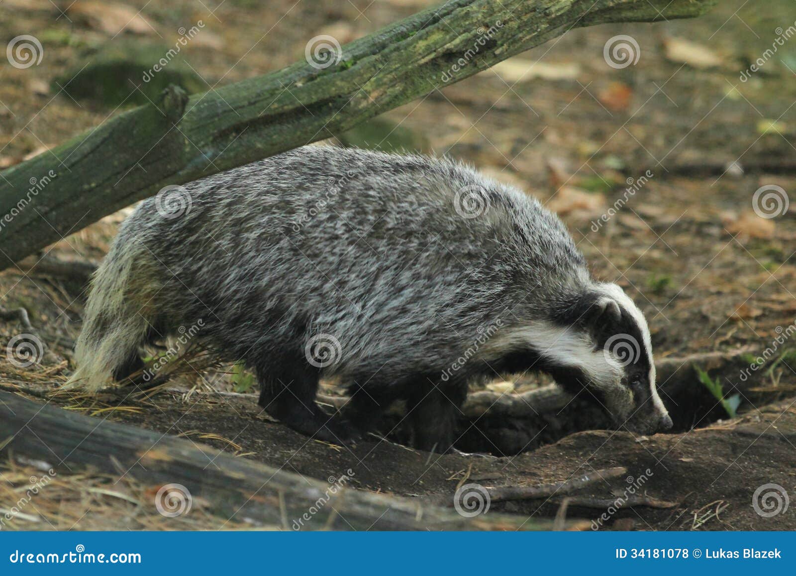 European badger stock photo. Image of omnivore, forest - 34181078
