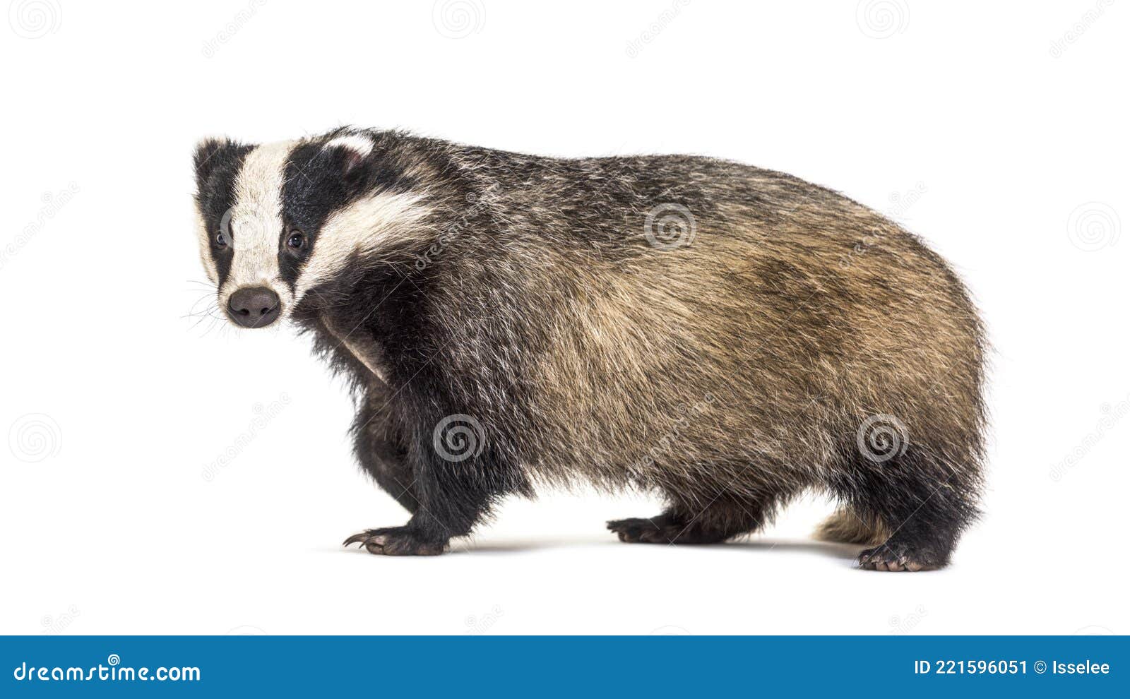 European Badger, Six Months Old Stock Image - Image of cutout, walking ...