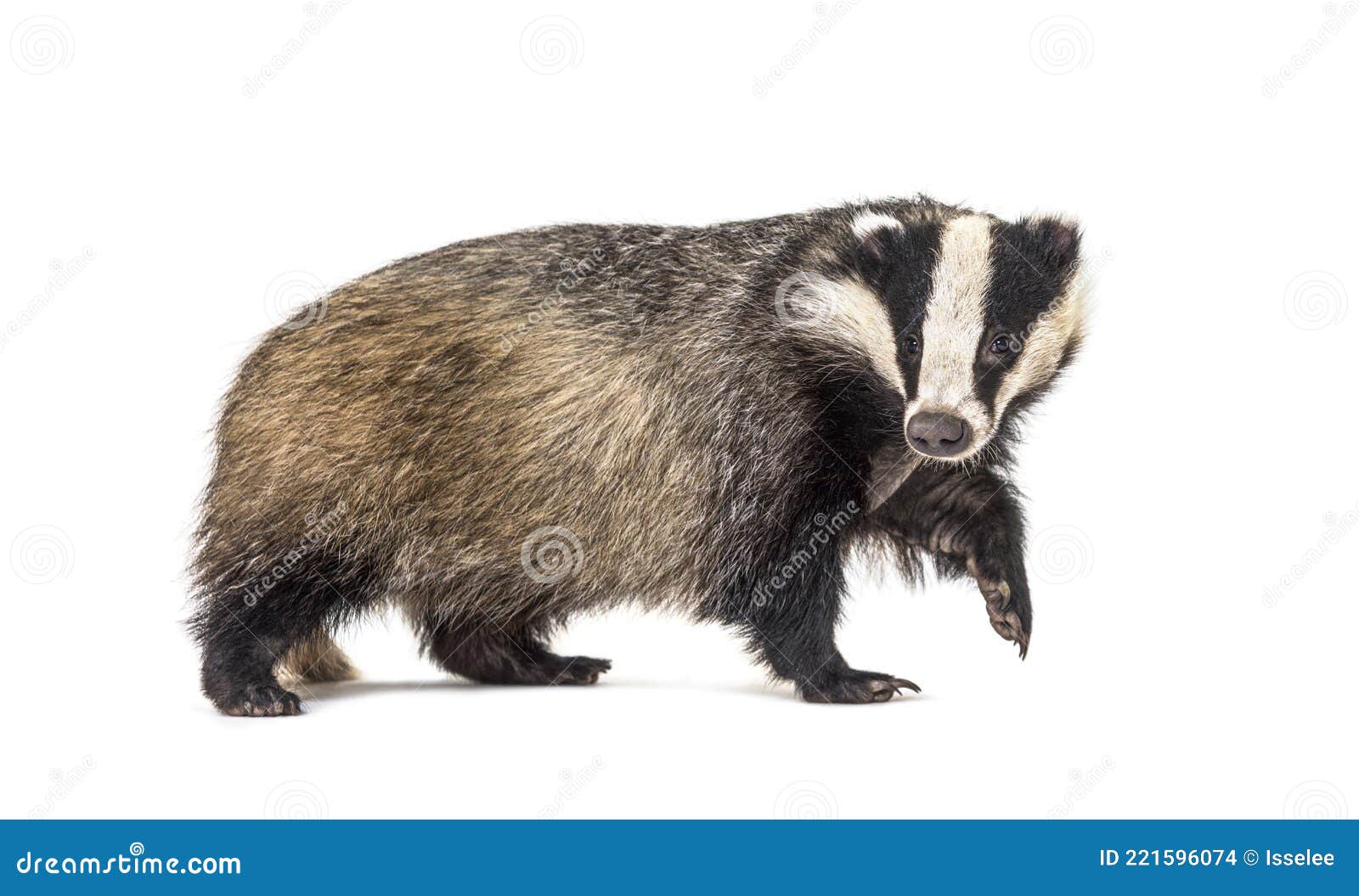 European Badger Meles Meles Stock Image | CartoonDealer.com #185886007