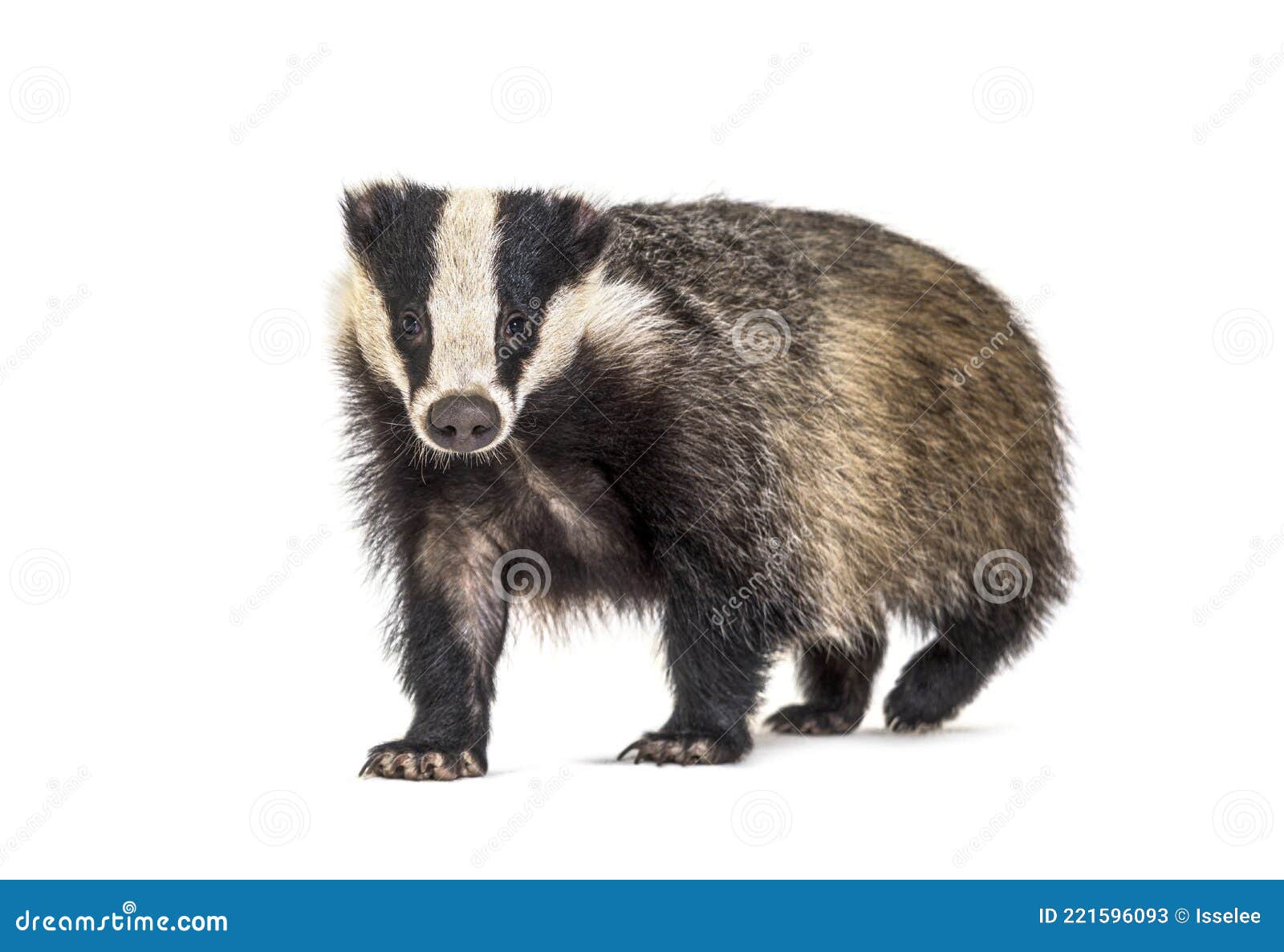 European Badger, Six Months Old Stock Image - Image of cutout, camera ...