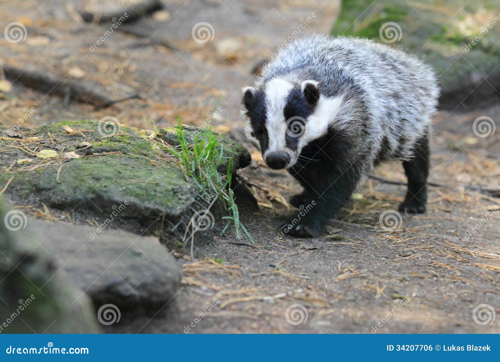European Badger Stock Photo 93187105 Shutterstock 853 Beautiful