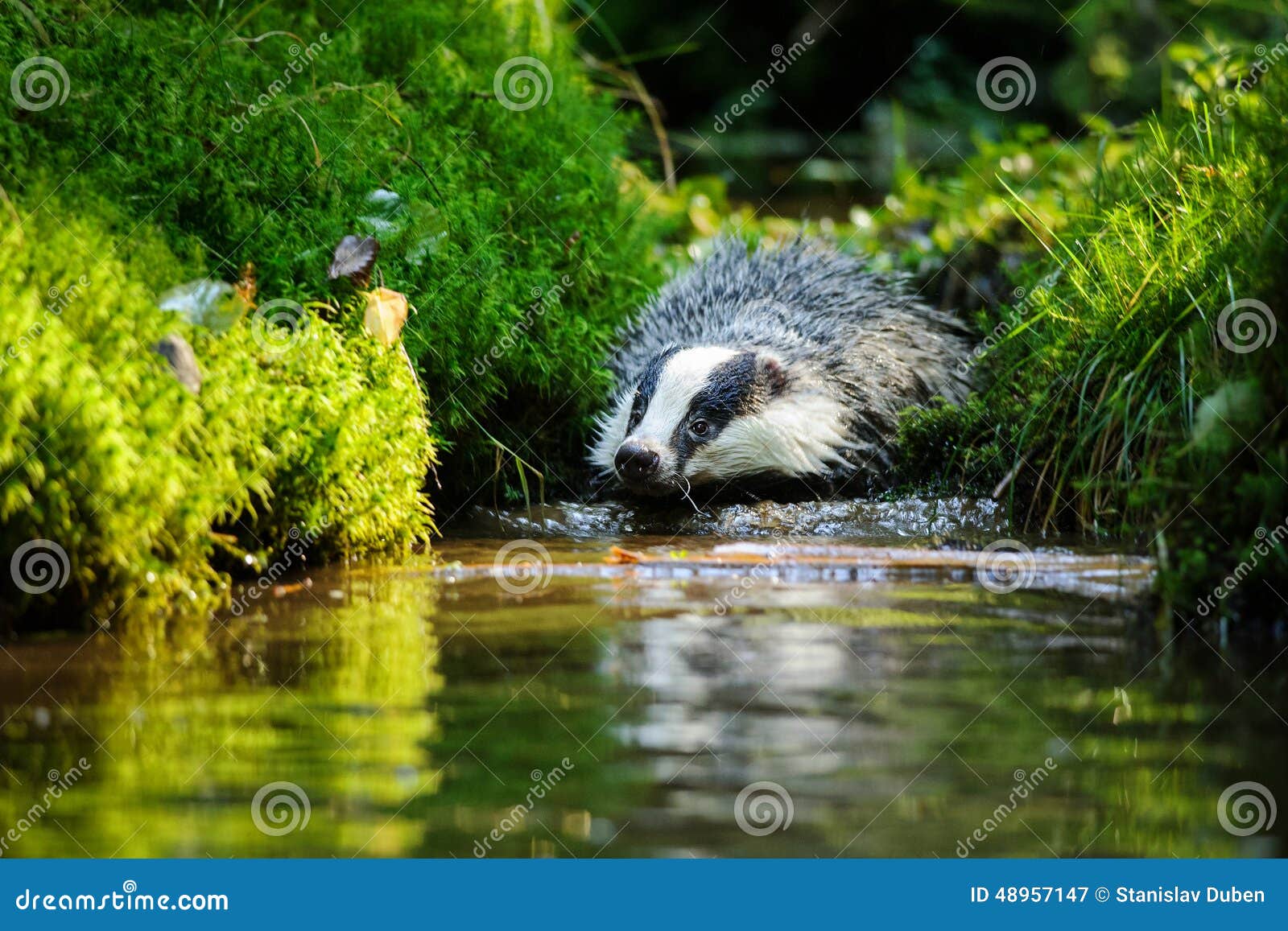 European badger stock image. Image of water, sunny, fauna - 48957147