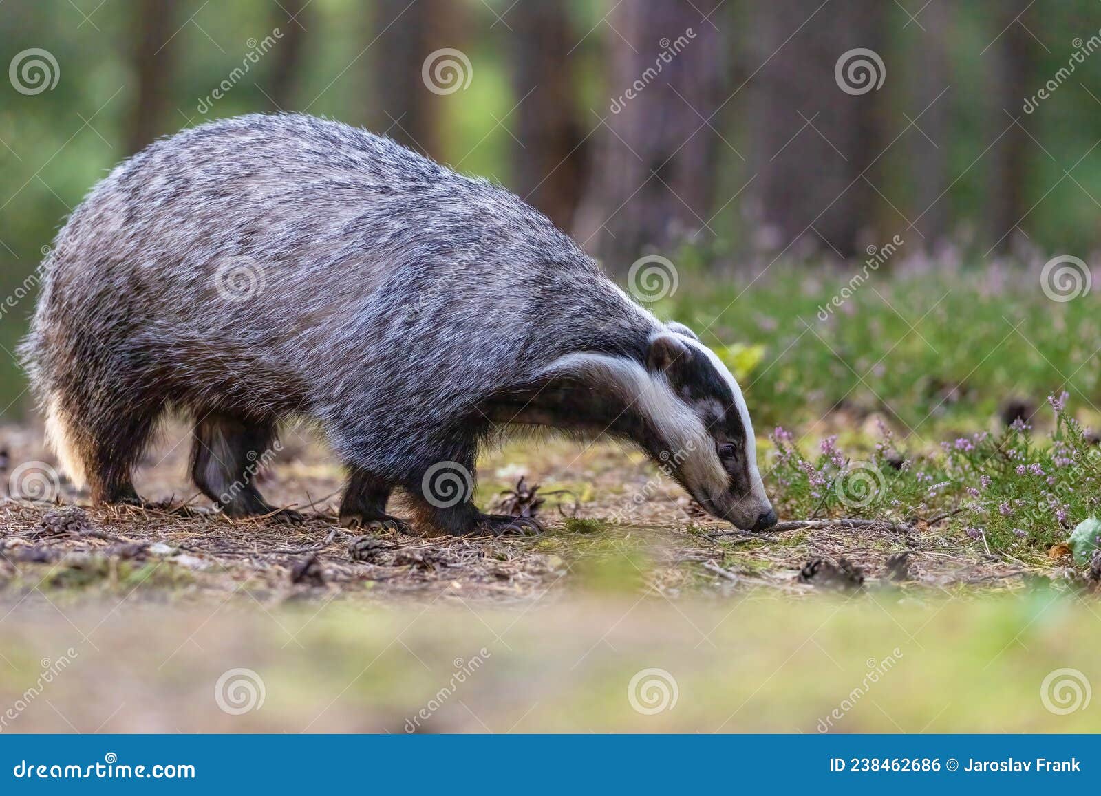 European Badger is Walking in the Forest Stock Photo - Image of ...