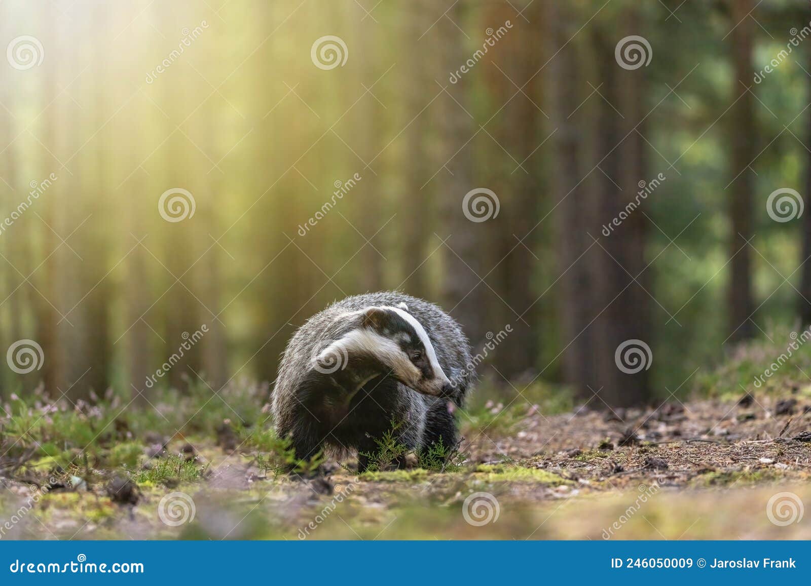 European Badger is Walking in Summer Forest Stock Image - Image of ...
