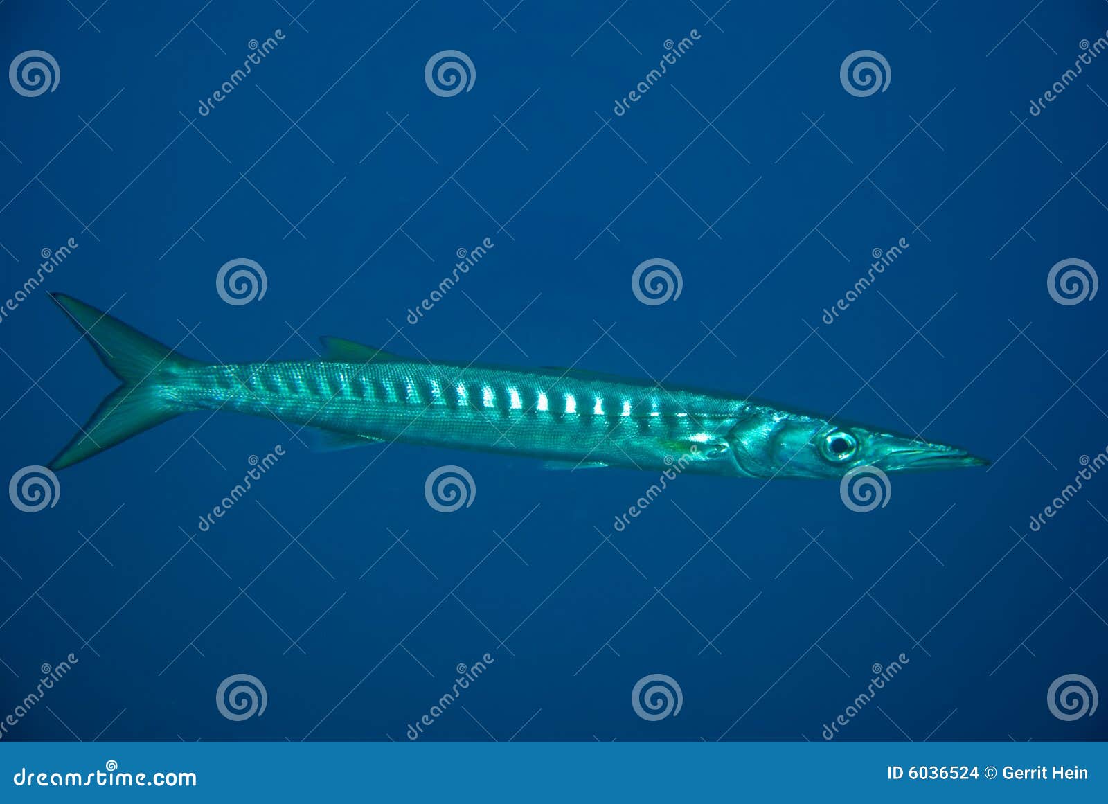 European barracuda. stock photo. Image of diving, fish - 6036524
