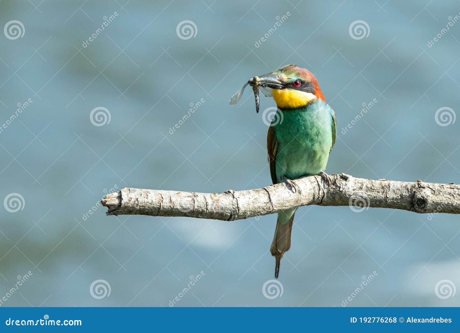 European Bea Eater Flying and Hunting Insects Stock Photo - Image of ...