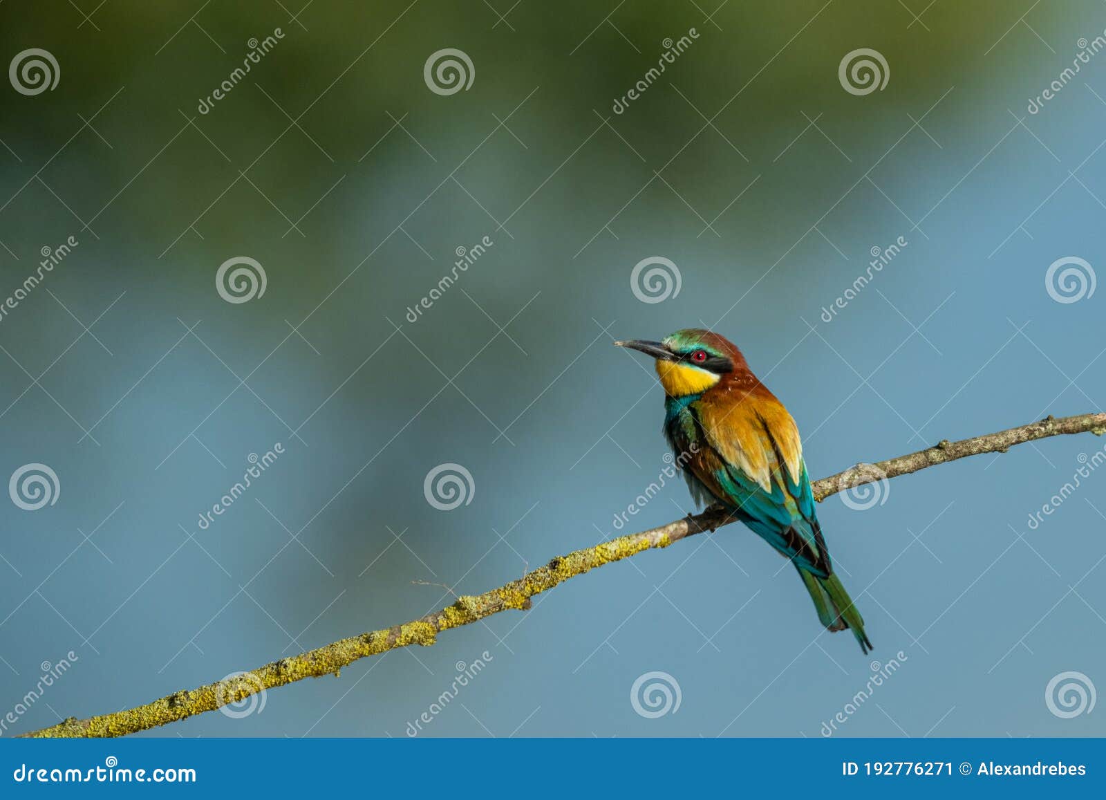 European Bea Eater Flying and Hunting Insects Stock Image - Image of ...