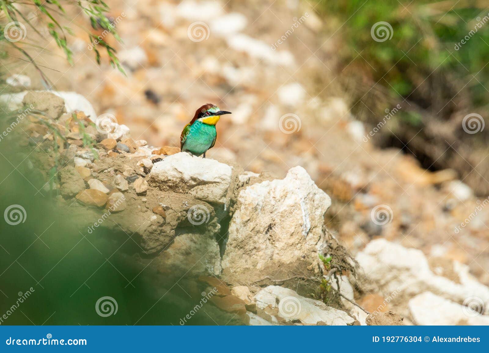 European Bea Eater Flying and Hunting Insects Stock Photo - Image of ...