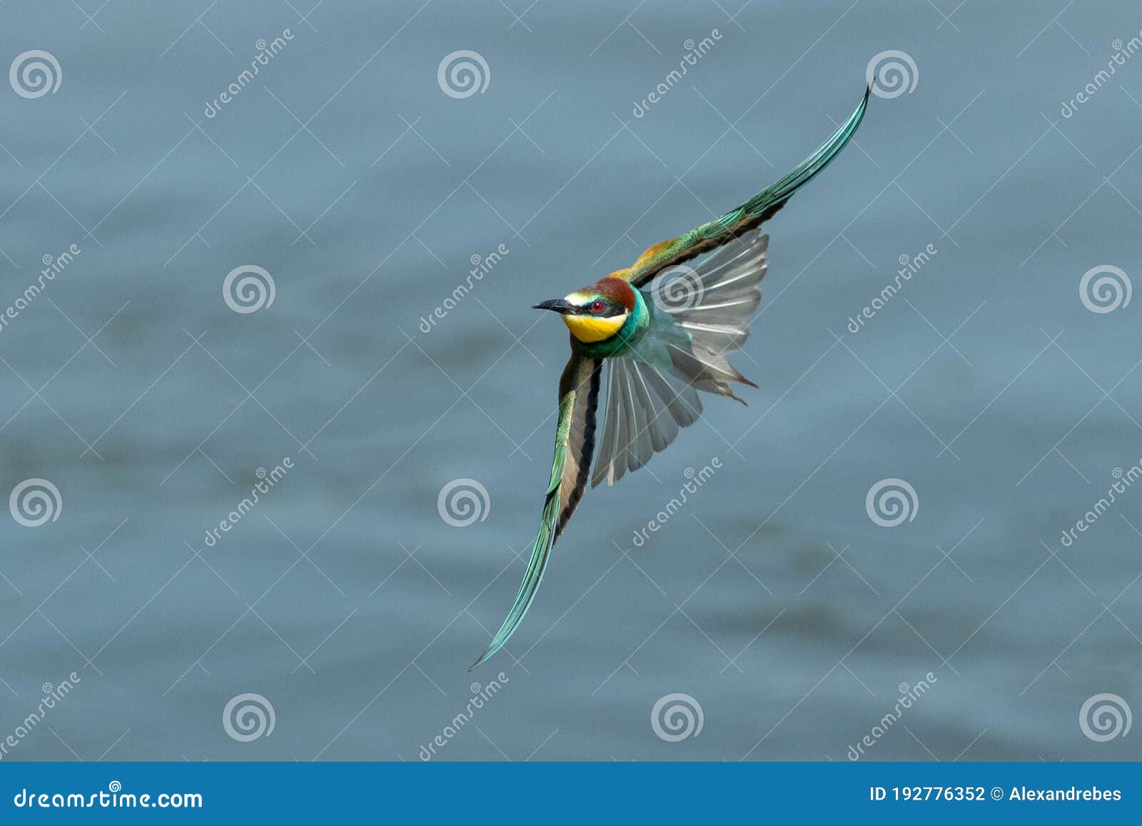 Bee-eater Flying In A Dynamic Pose Royalty-Free Stock Photography ...