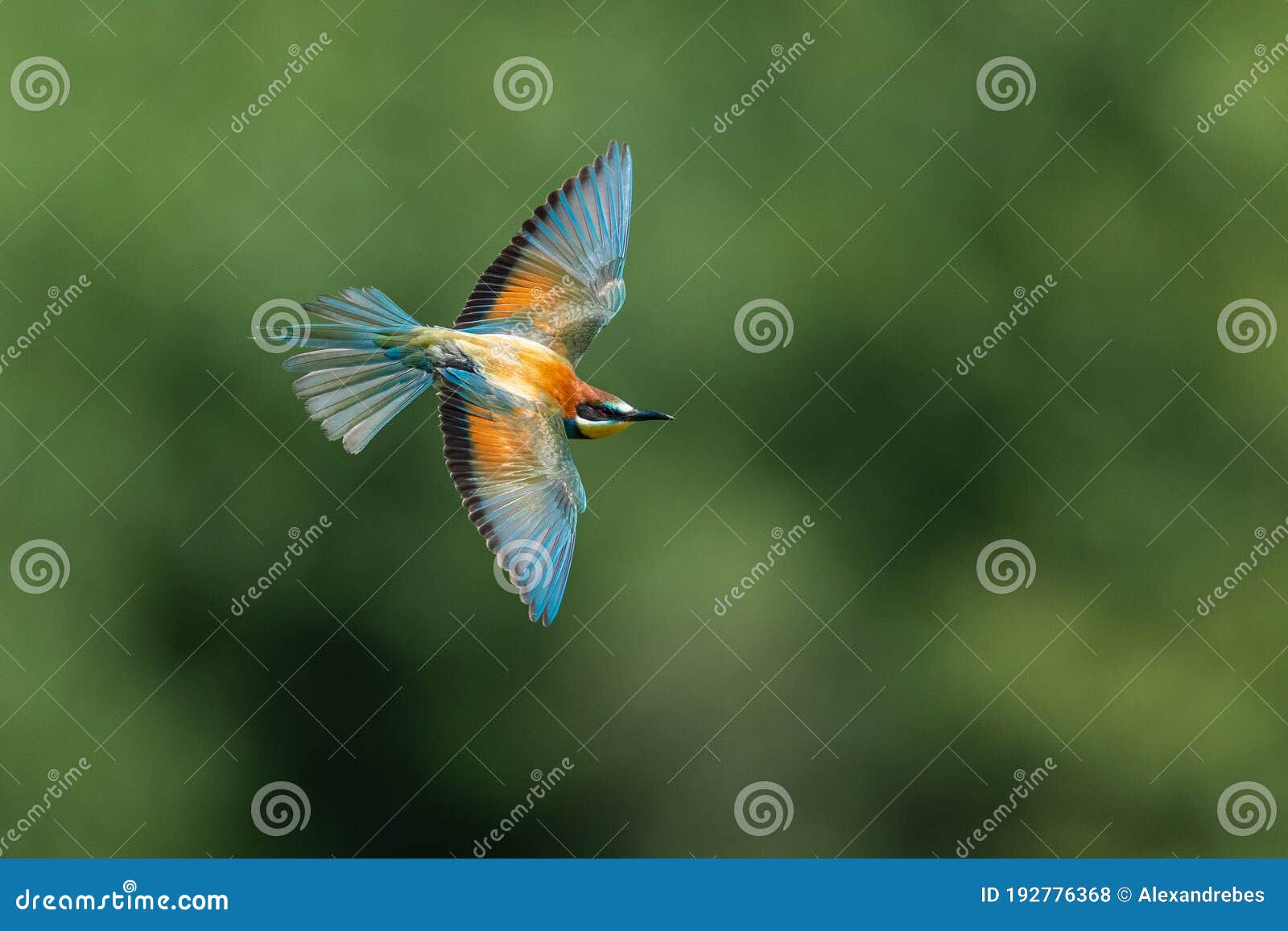 European Bea Eater Flying and Hunting Insects Stock Photo - Image of ...