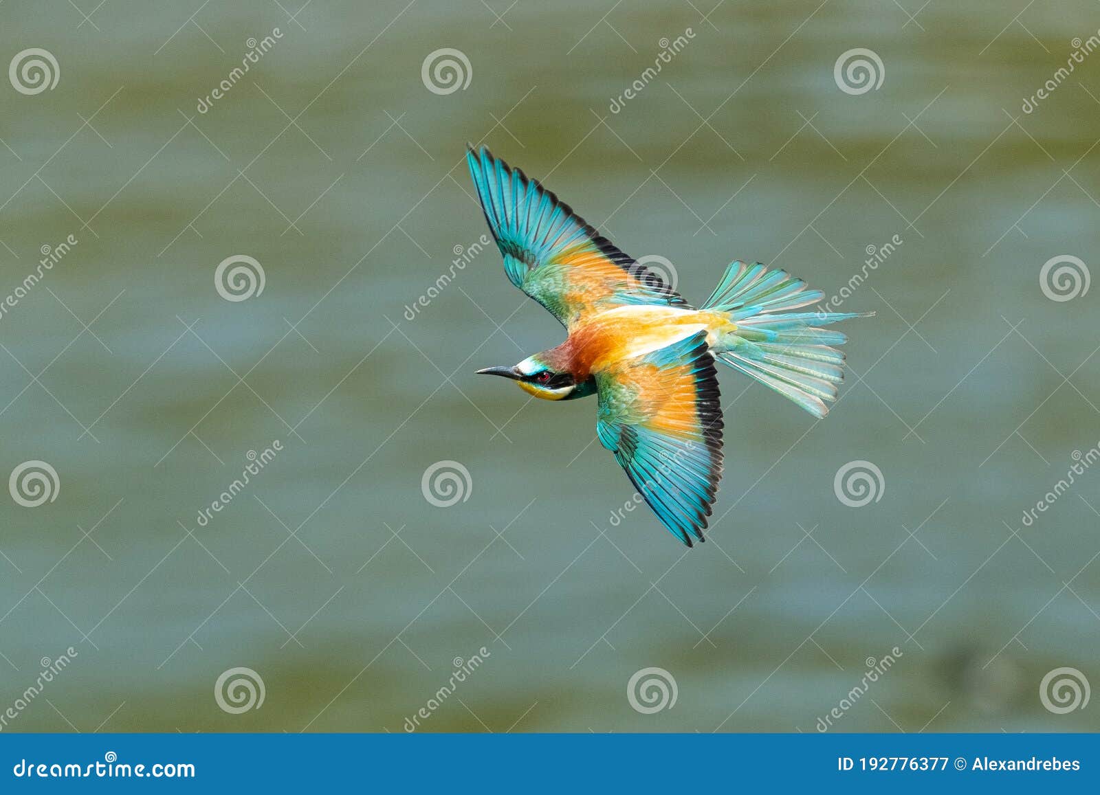 Bee-eater Flying In A Dynamic Pose Royalty-Free Stock Photography ...