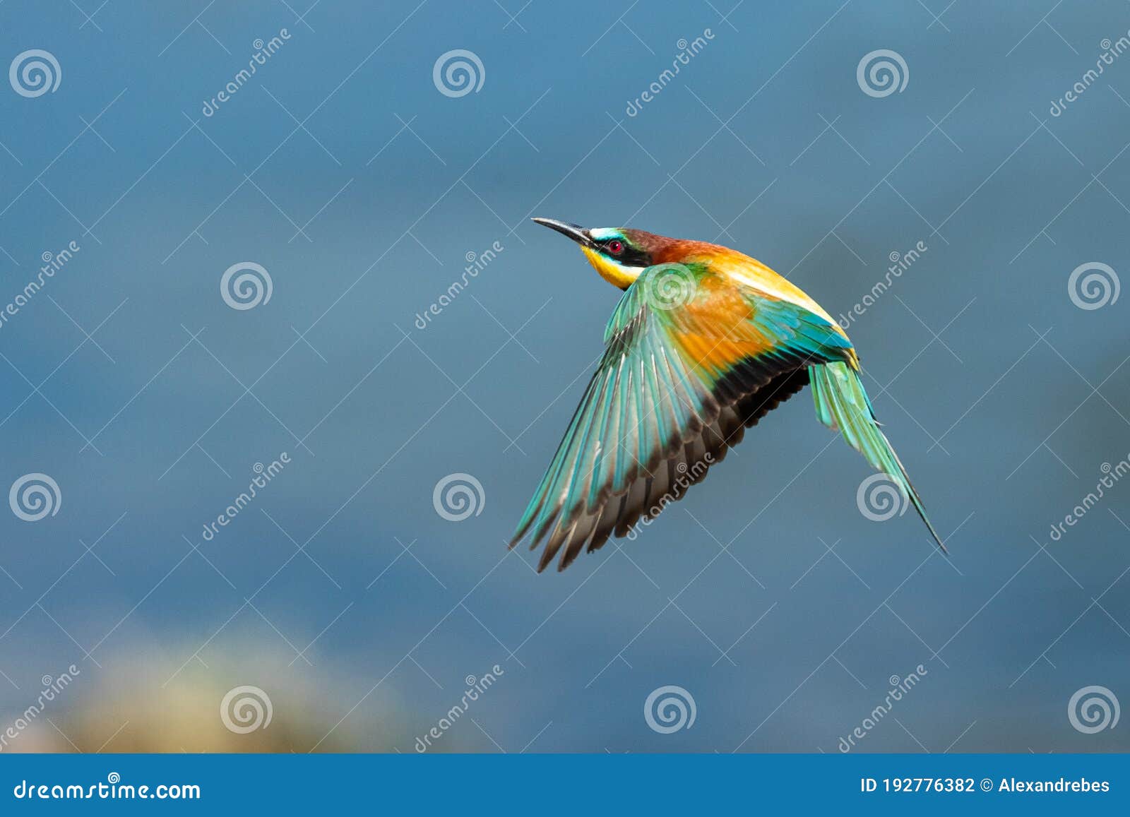 European Bea Eater Flying and Hunting Insects Stock Photo - Image of ...