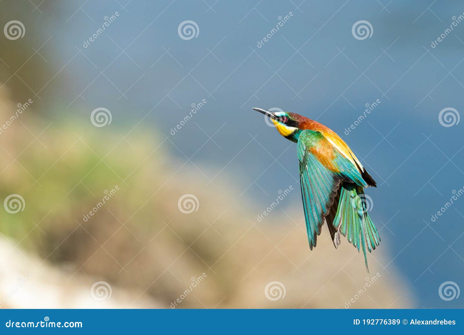 Bee-eater Flying In A Dynamic Pose Royalty-Free Stock Photography ...