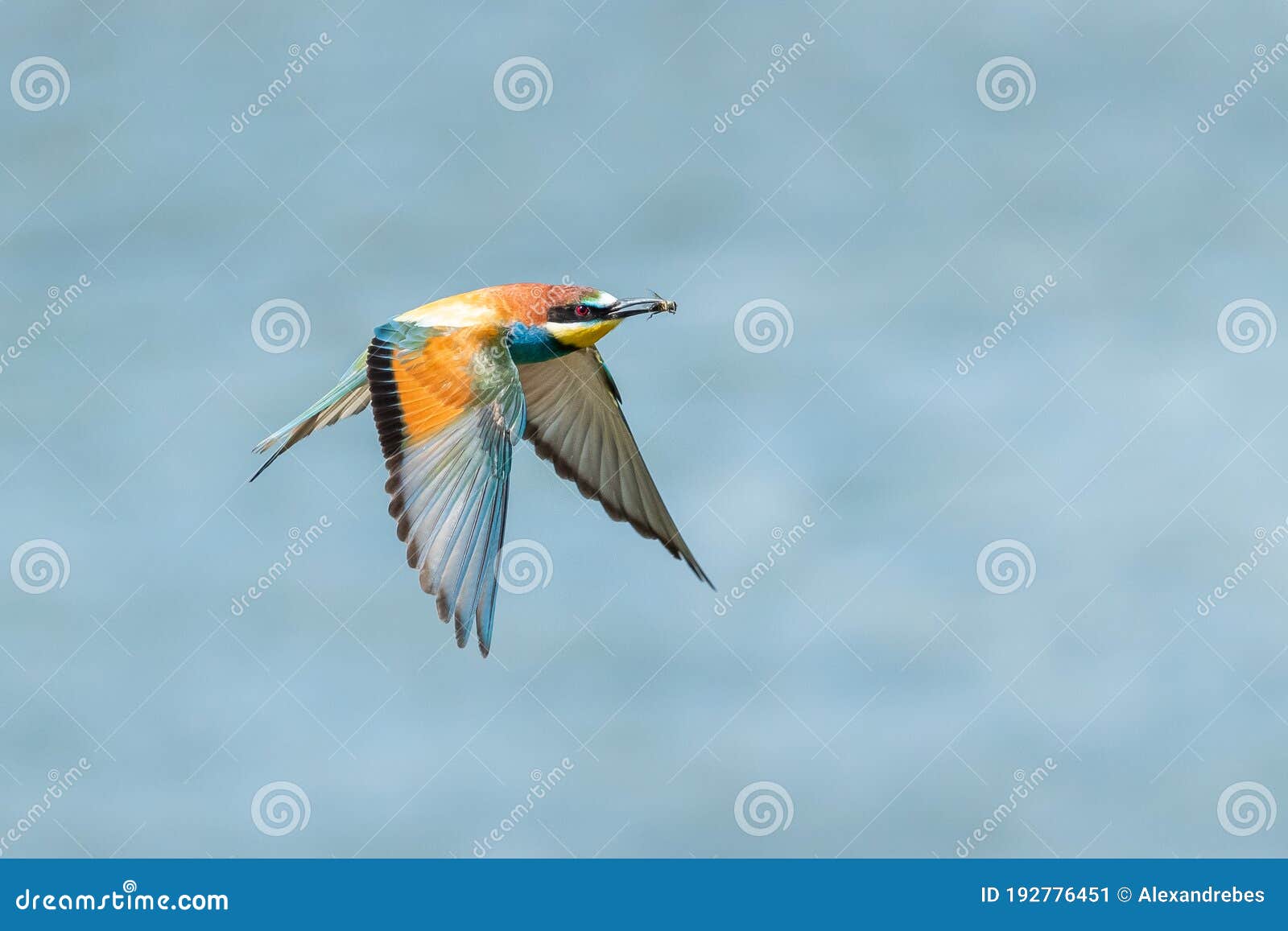 Bee-eater Flying In A Dynamic Pose Royalty-Free Stock Photography ...